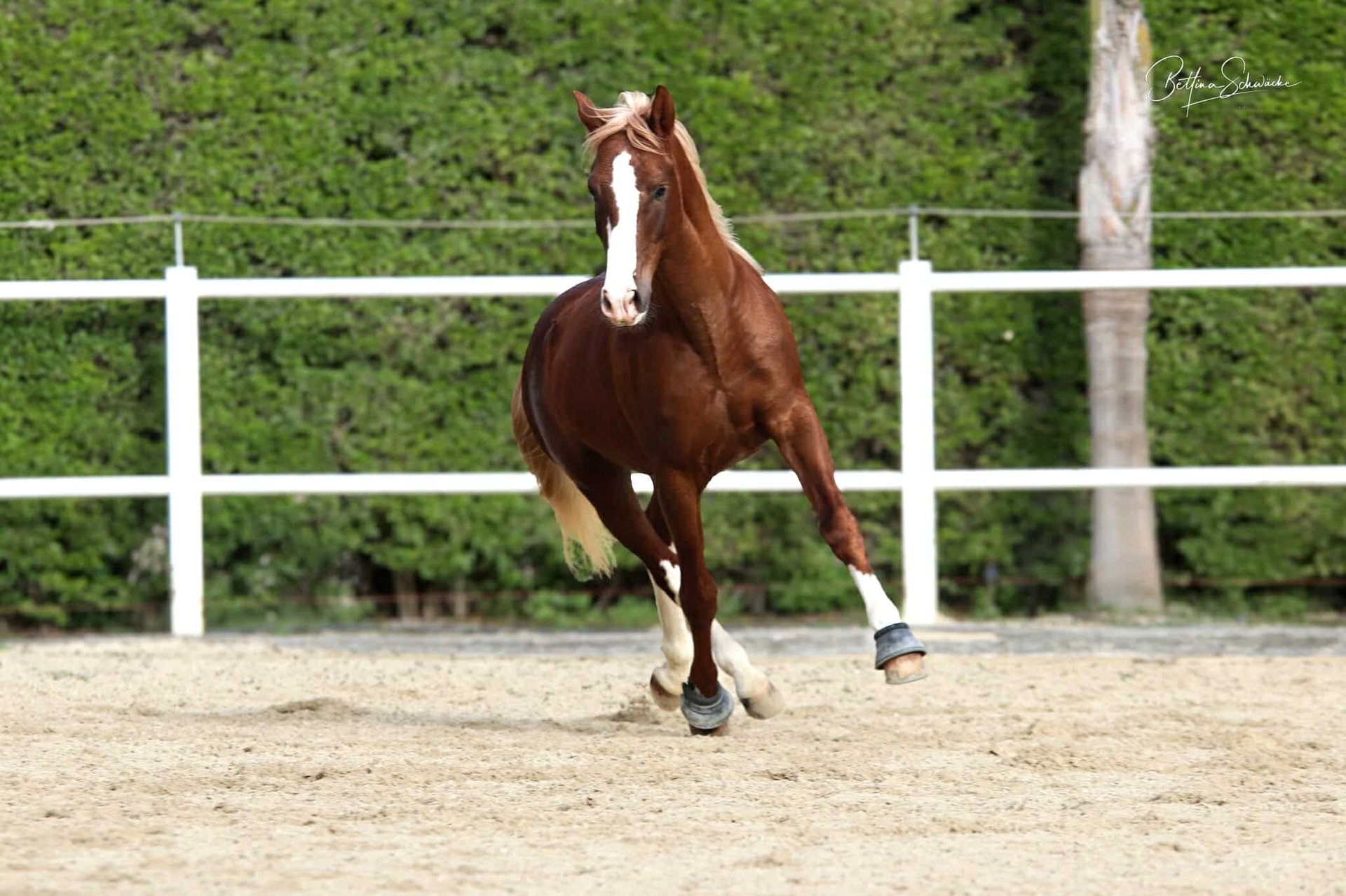 Andalusier Hengst 7 Jahre 155 cm Dunkelfuchs in Malaga