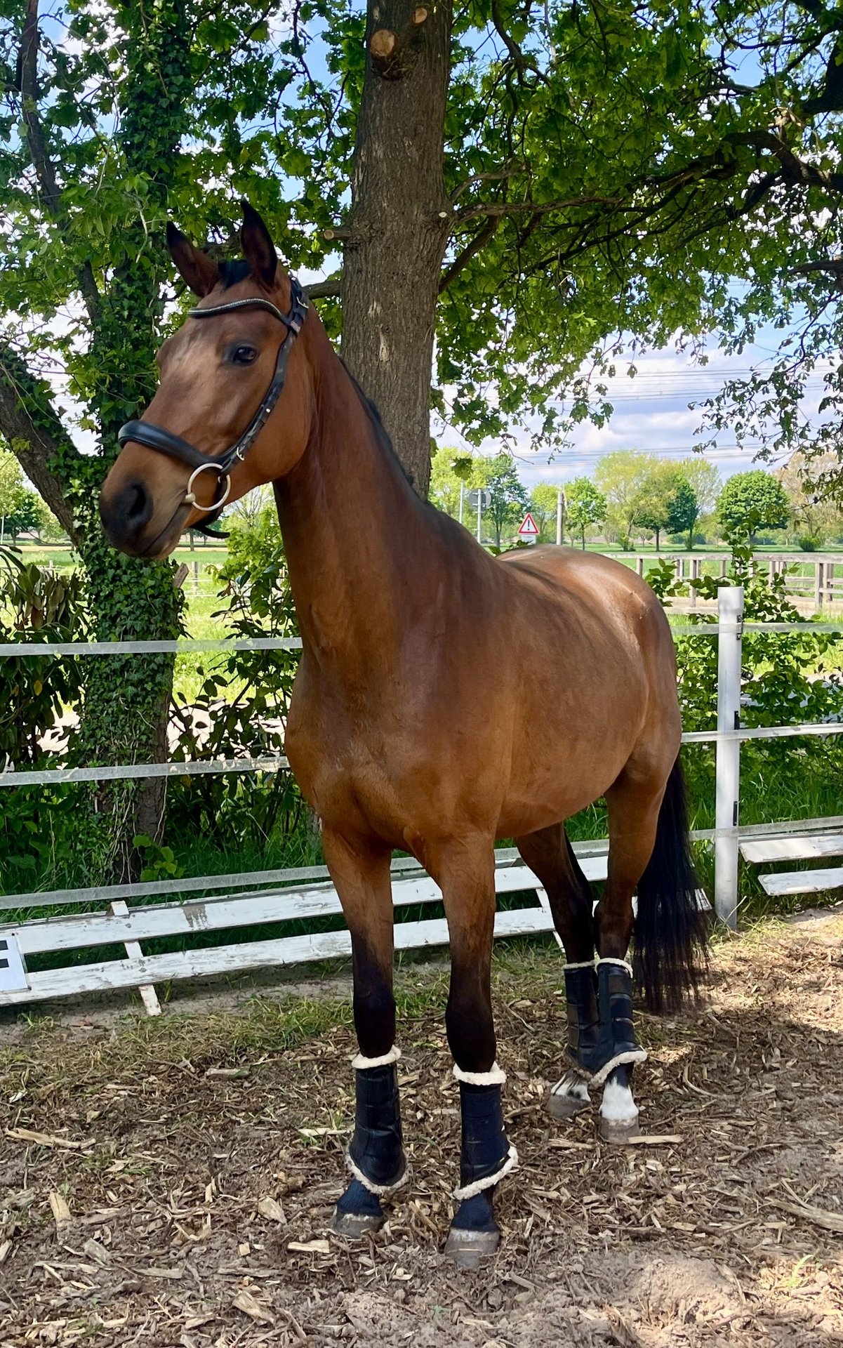 Oldenburger Wallach 3 Jahre 170 cm in Twist