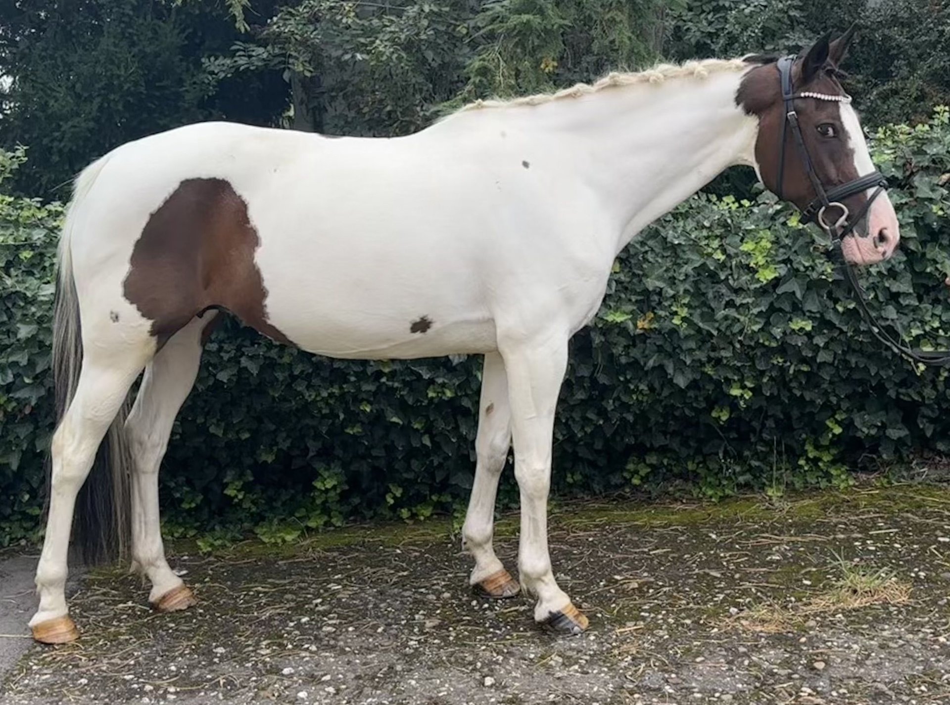 Irish Sport Horse Stute 7 Jahre 155 cm Schecke in Niederkassel