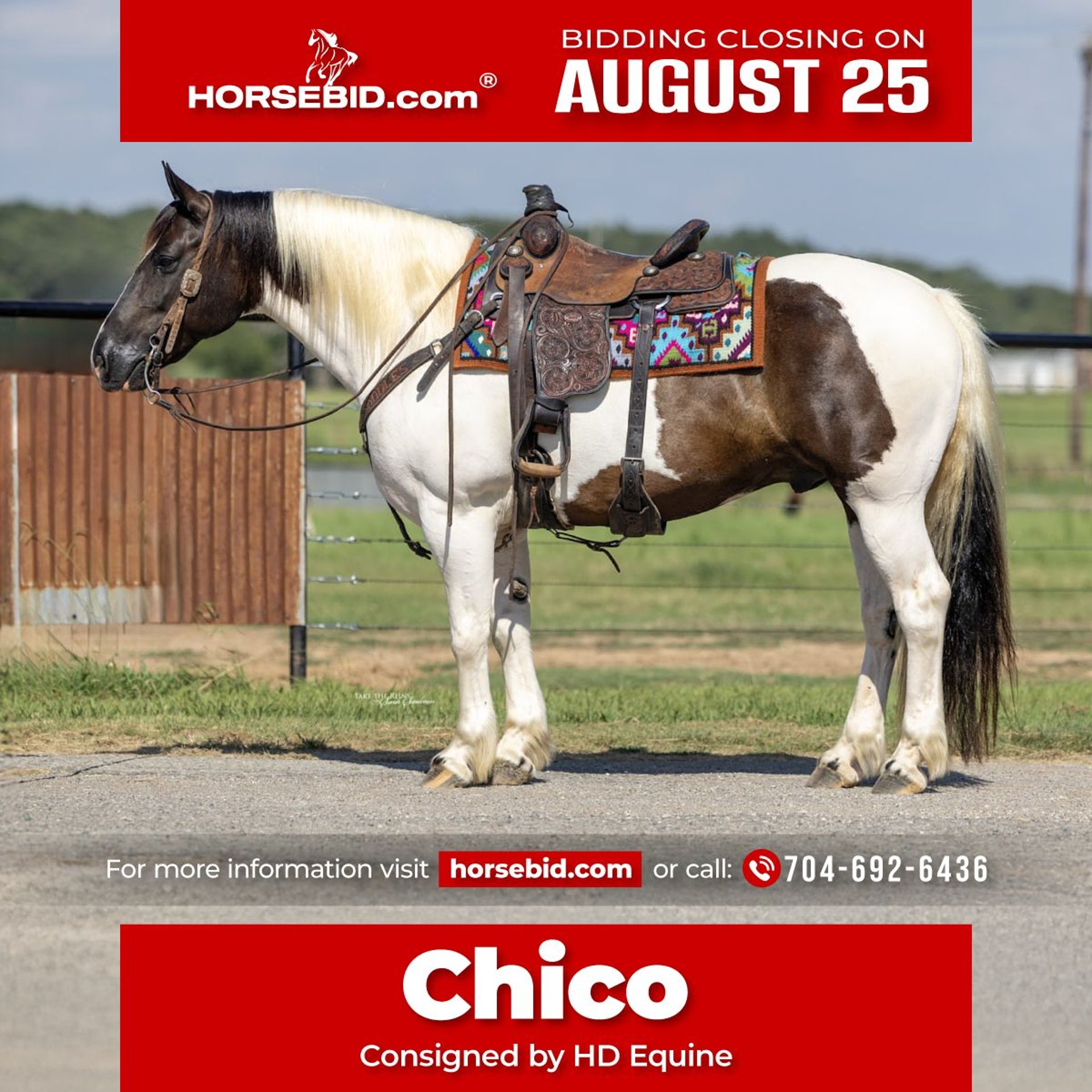 Gypsy Horse Mix Gelding 9 years 14,2 hh in Madill, OK