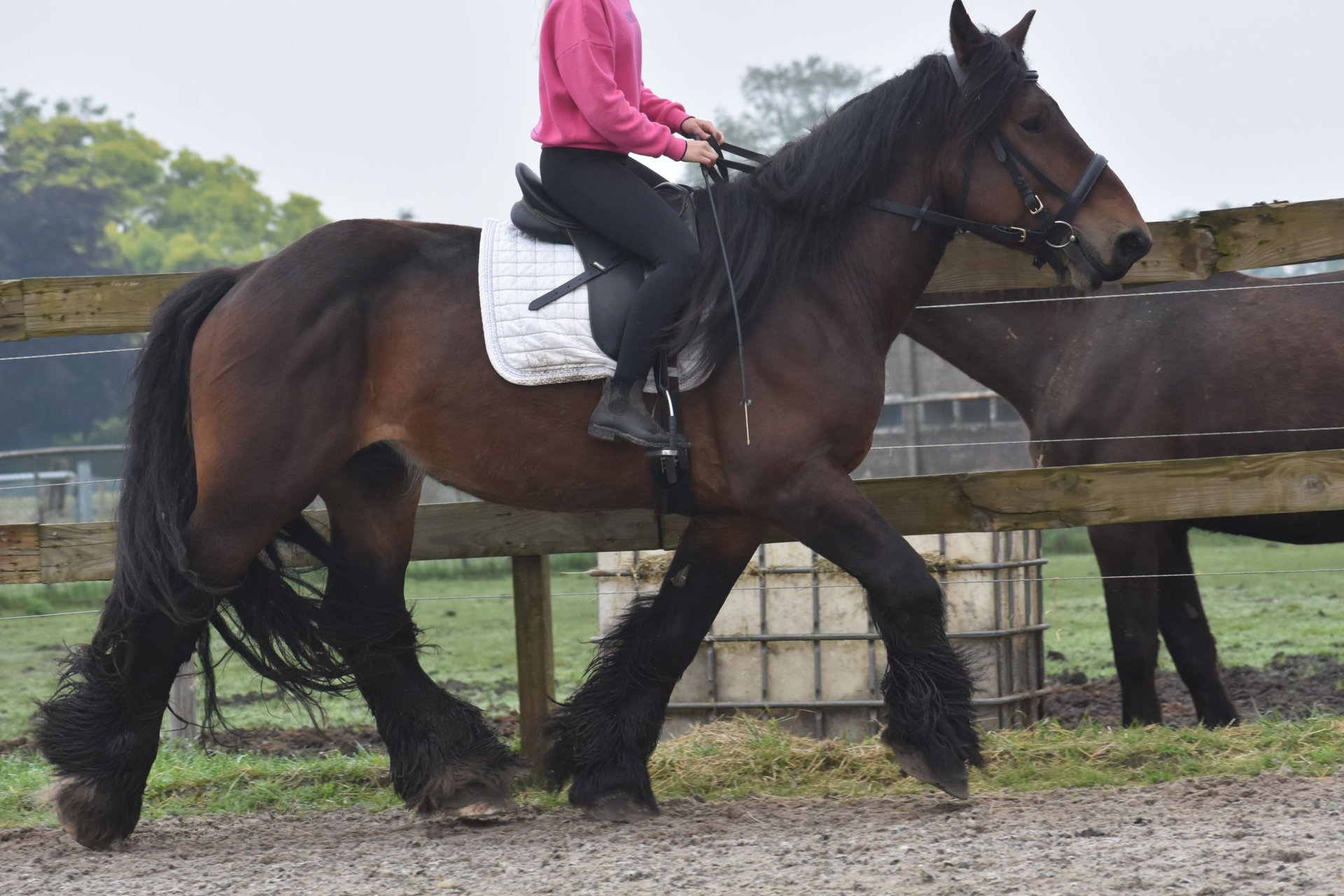 Belgisches Kaltblut Wallach 5 Jahre 162 cm Rotbrauner in Achtmaal