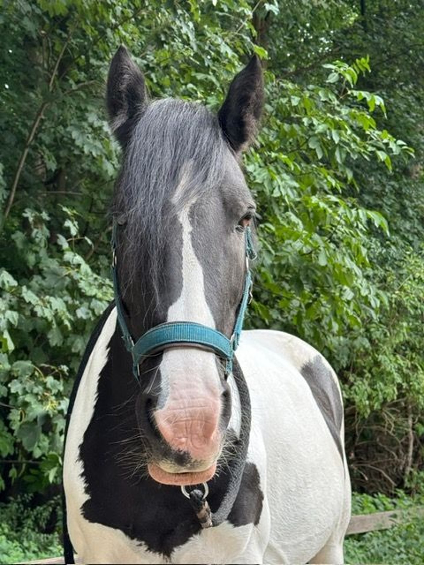 Gypsy Horse Mare 12 years 12,3 hh Pinto in Köln