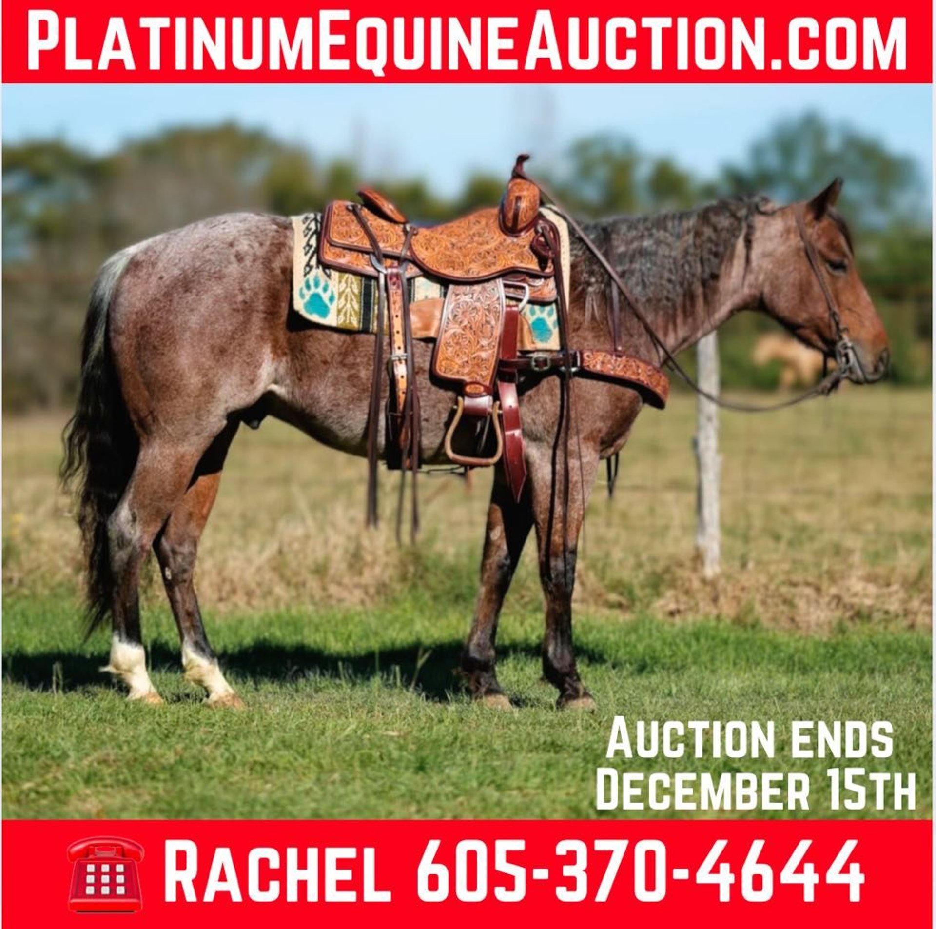 American Quarter Horse Gelding 4 years 14,3 hh Roan-Bay in Rusk Tx