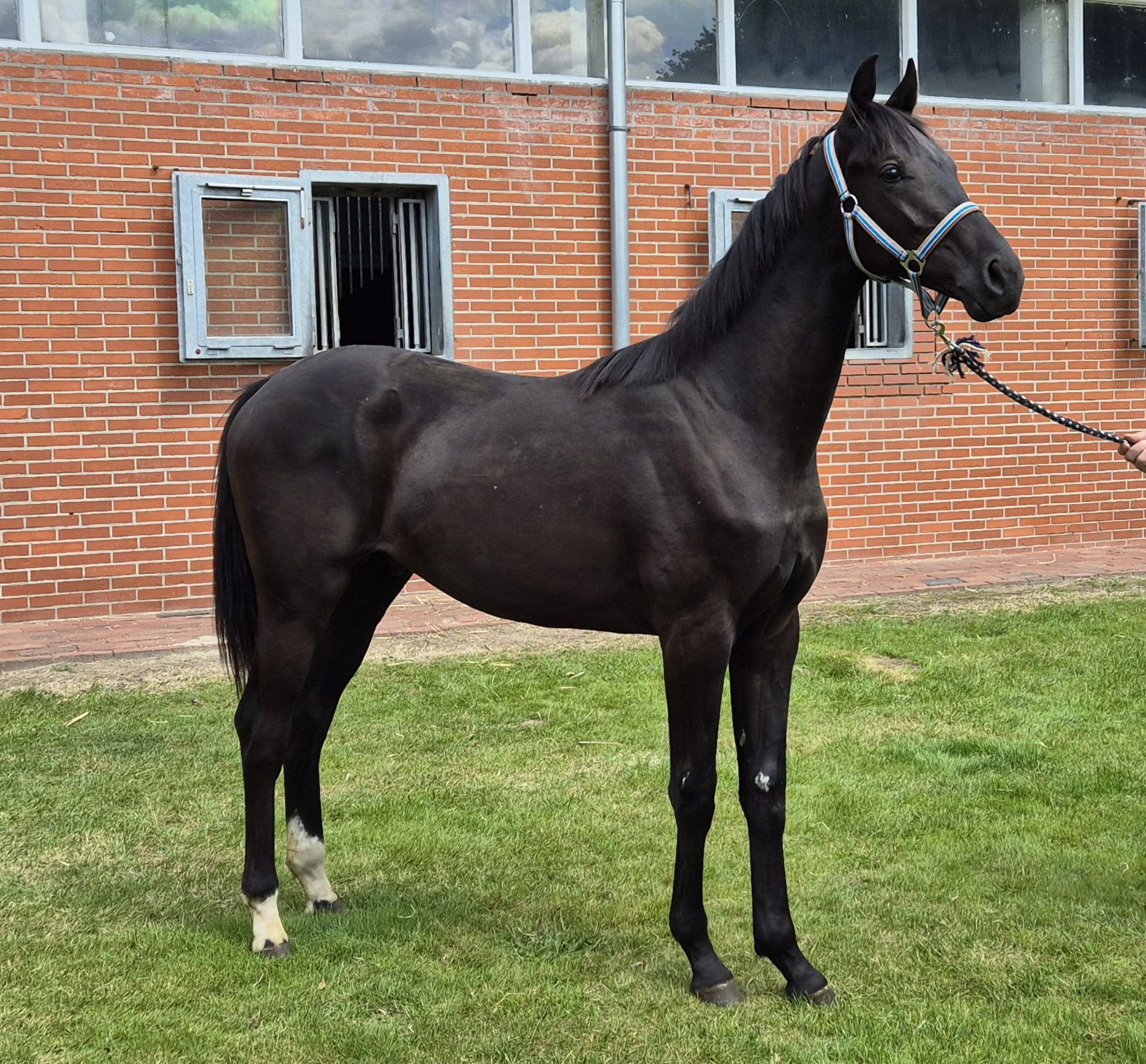 Oldenburg Gelding 2 years 16,2 hh Black in Drentwede