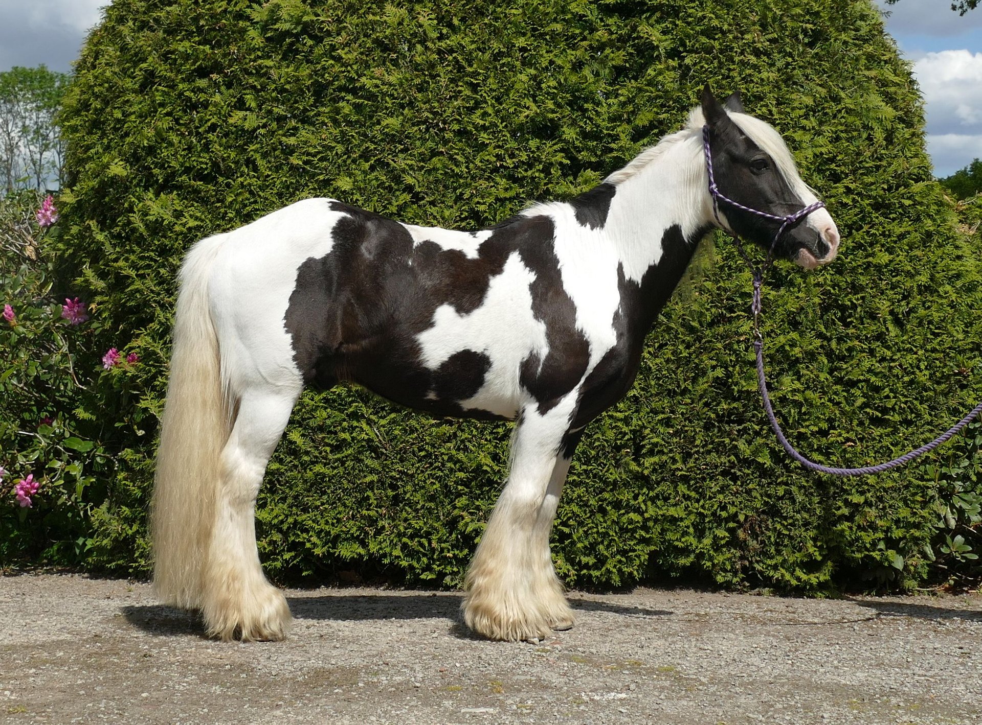 Tinker Ruin 15 Jaar 137 cm Gevlekt-paard in Lathen