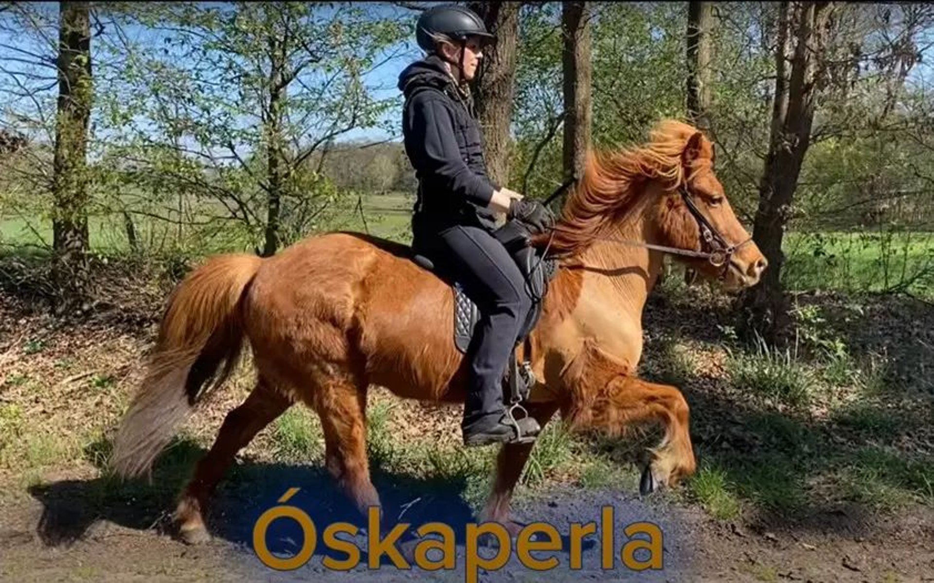 Islandpferd Stute 7 Jahre 132 cm Fuchs in Schneverdingen