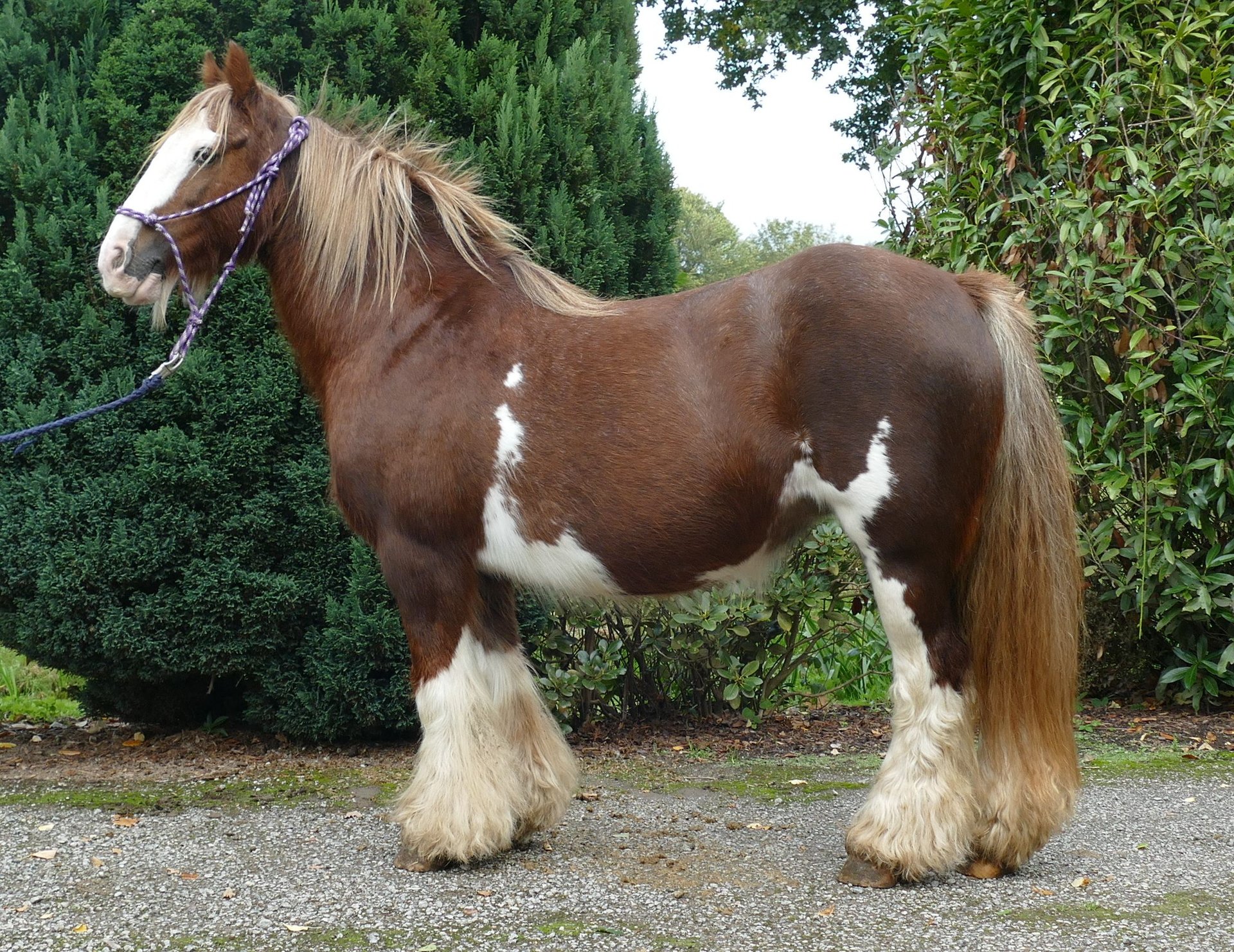 Tinker Jument 9 Ans 128 cm Alezan in Lathen