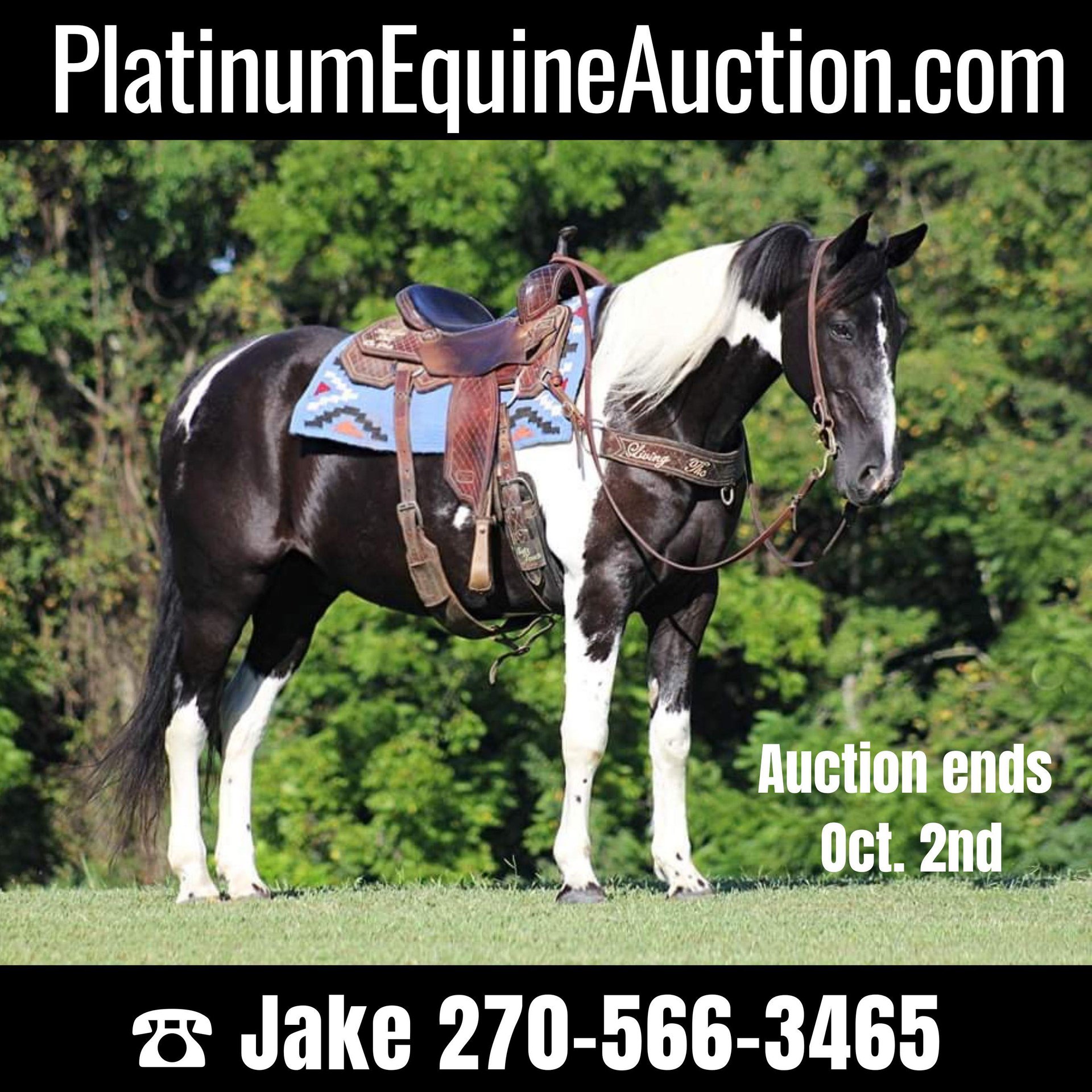 Tennessee Walking Horse Wallach 14 Jahre 157 cm Tobiano-alle-Farben in Jamestown KY