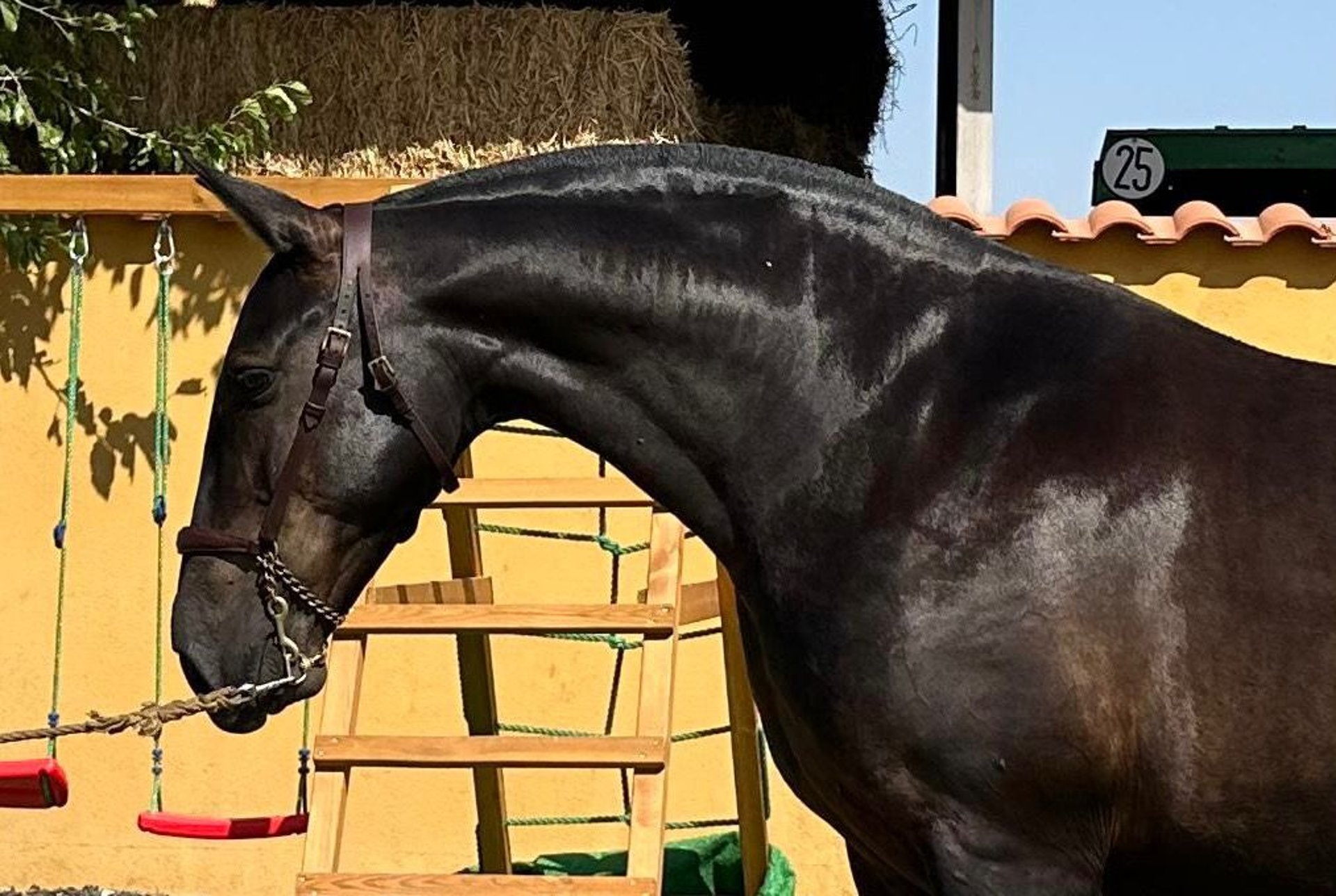 PRE Stute 5 Jahre 163 cm Rappe in Villaconejos