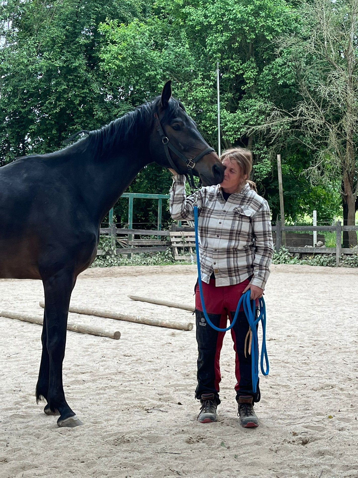 Oldenburg-International (OS) Mare 4 years 16,1 hh Bay-Dark in Hadamar