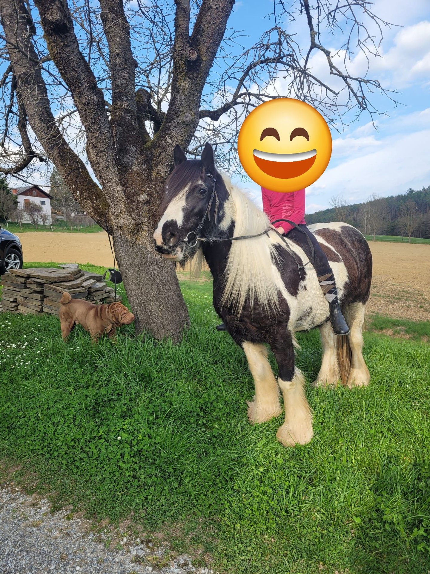 Gypsy Horse Mare 14 years 13,2 hh Pinto in Hitzendorf