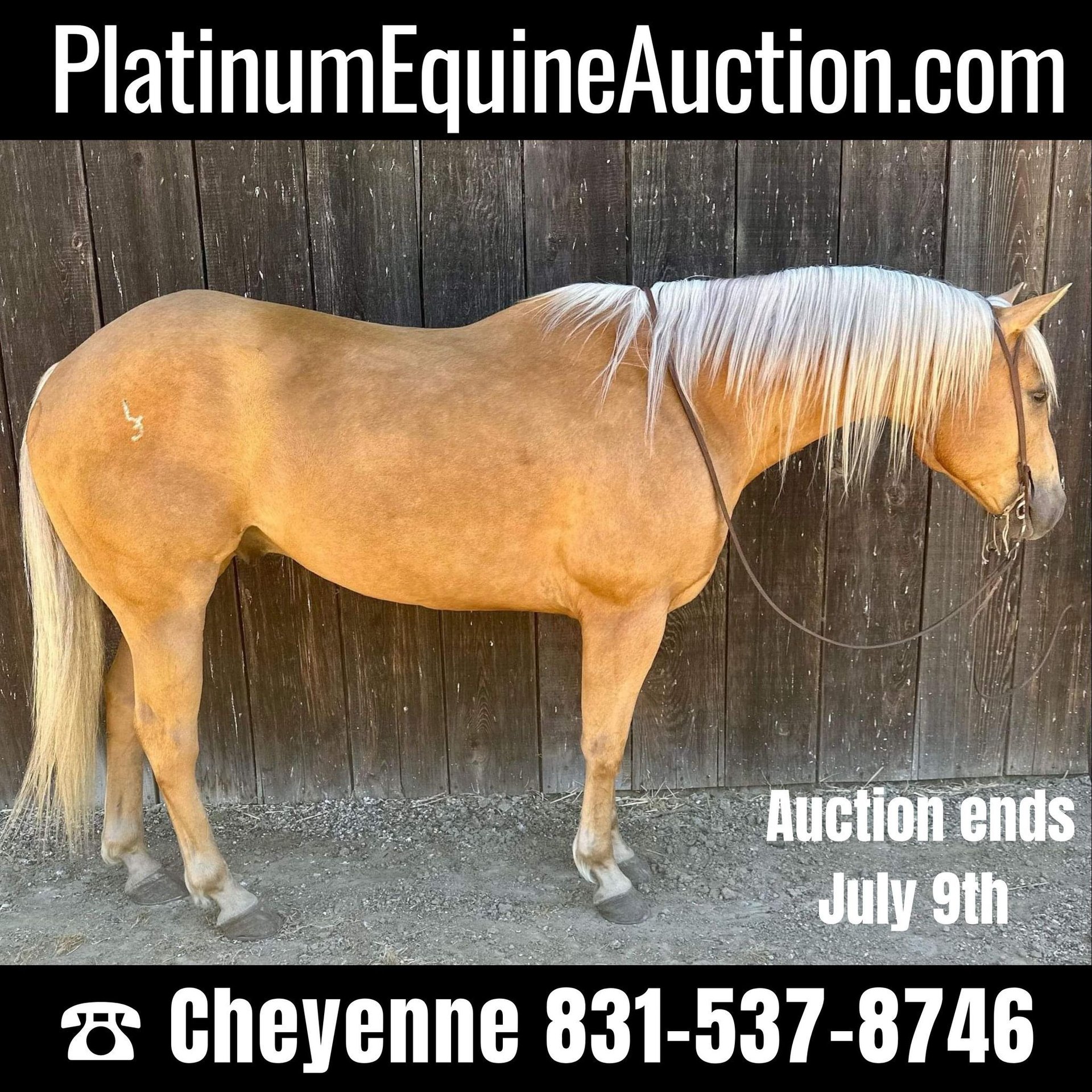 American Quarter Horse Gelding 10 years 15 hh Palomino in King City CA