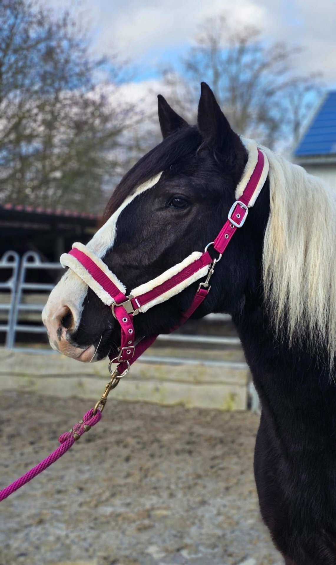 Baroque Pinto Gelding 4 years 15,2 hh Pinto in Bad Camberg