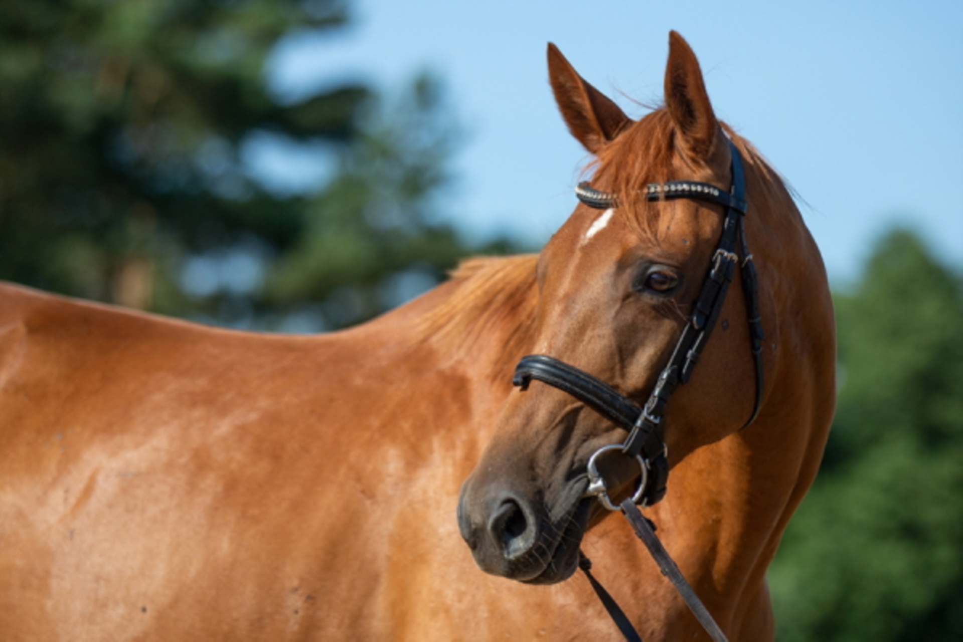 Trakehner Stute 11 Jahre 163 cm Fuchs in Garden