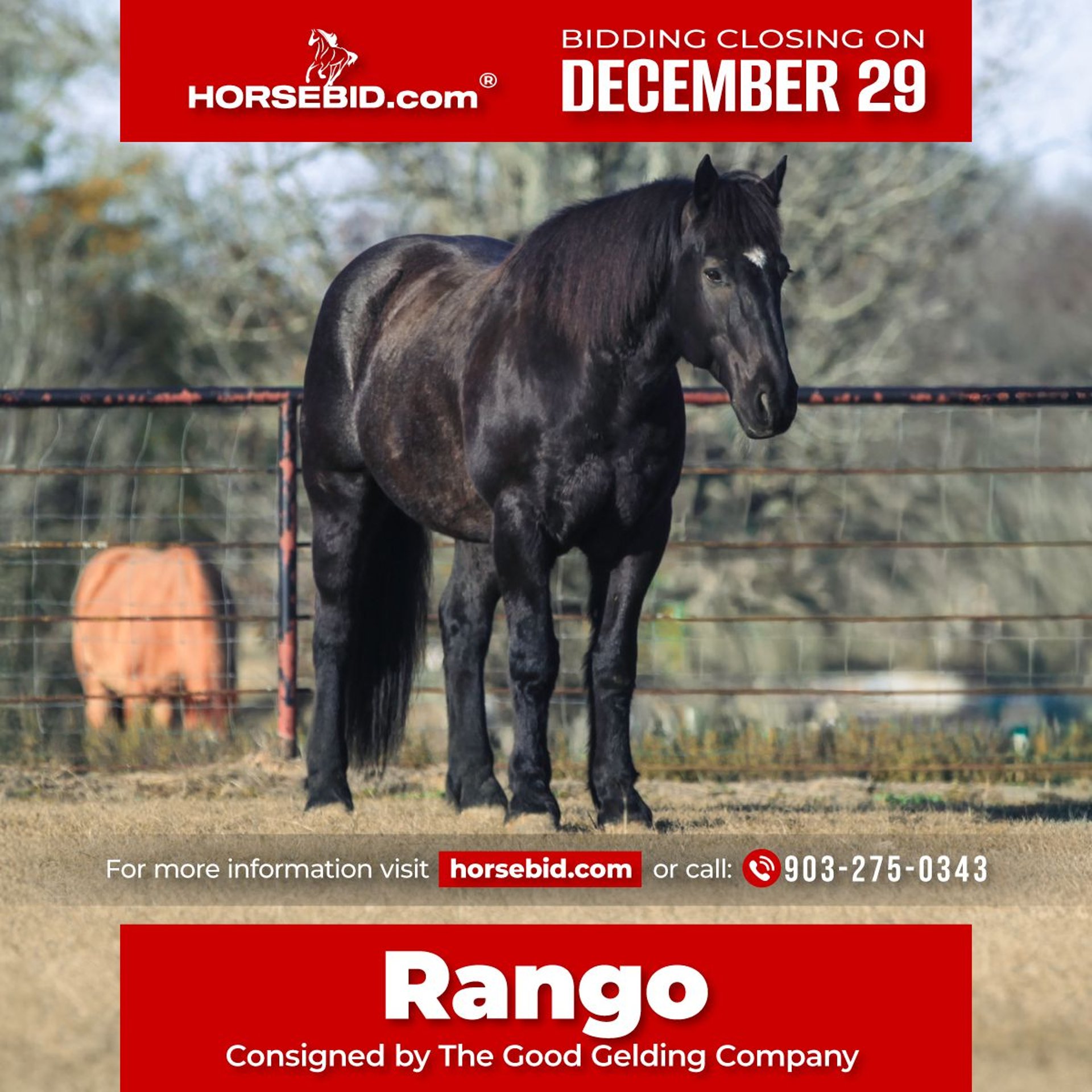 Draft Horse Mix Gelding 8 years 15,3 hh Roan-Blue in Athens