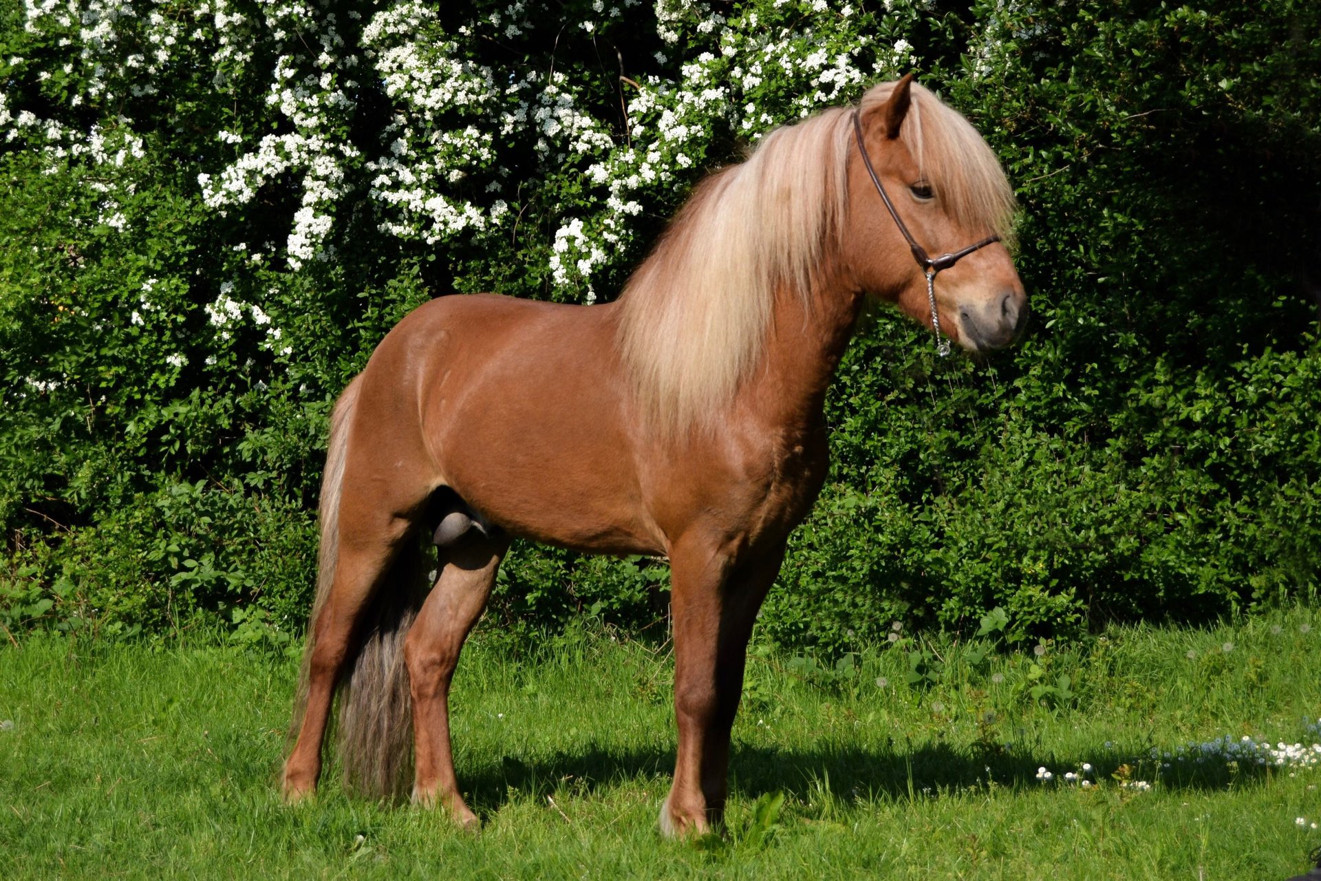 Icelandic Horse Stallion 14 years Chestnut-Red in Stapelfeld