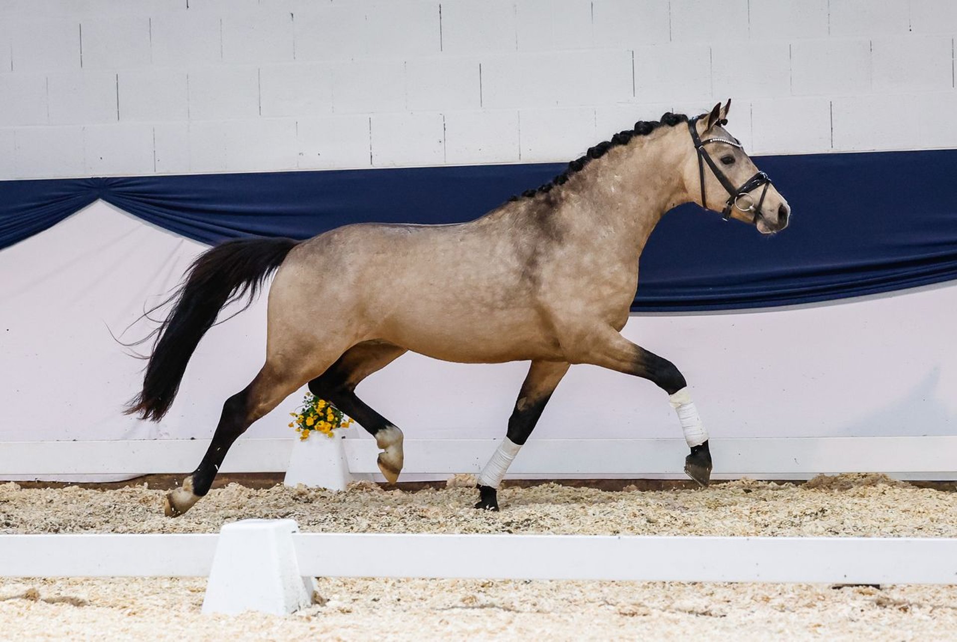 Deutsches Reitpony Hengst 3 Jahre 145 cm Falbe in Marsberg