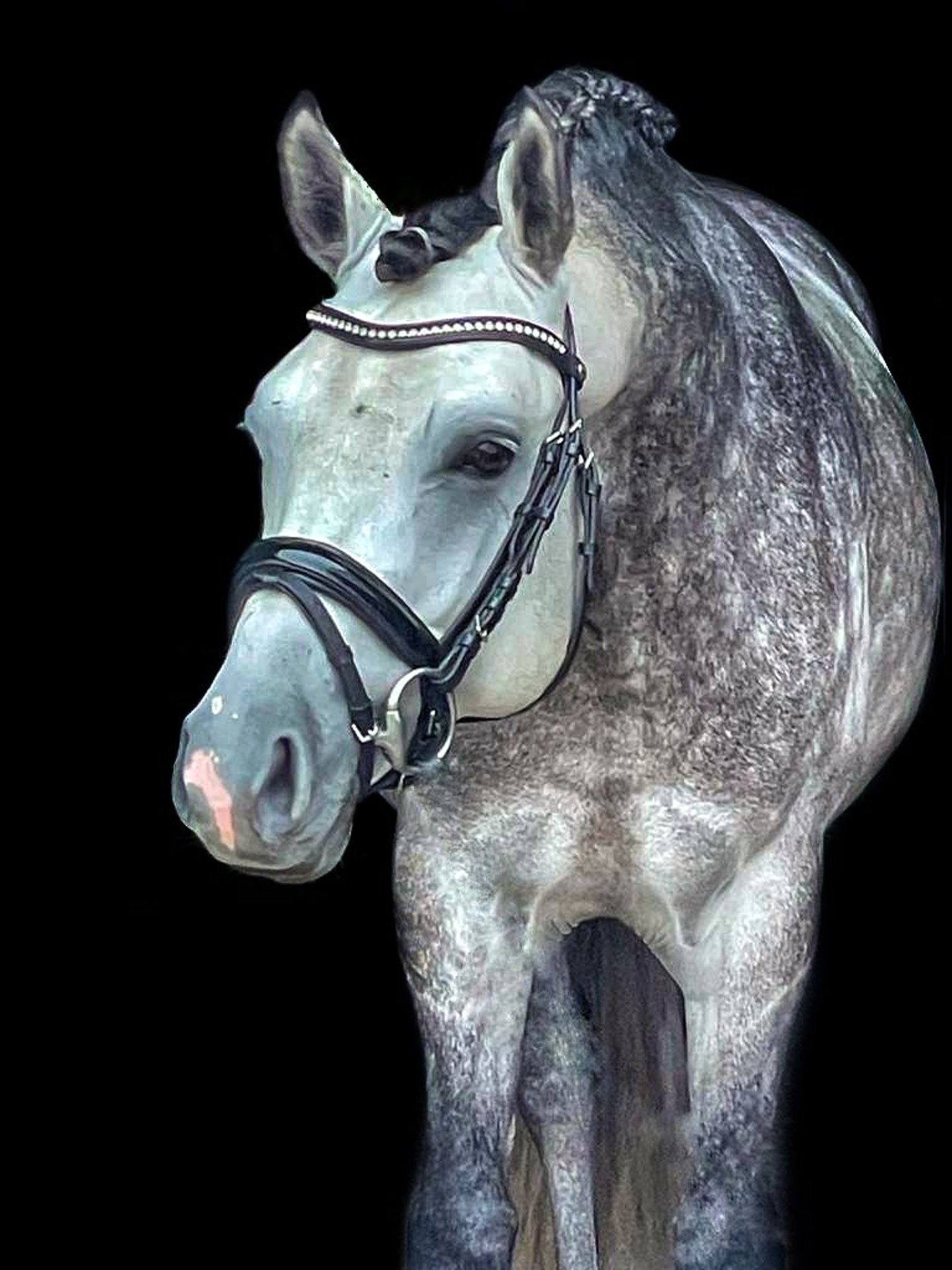 German Riding Pony Stallion 10 years 14,1 hh Grey-Dapple in Schönwalde
