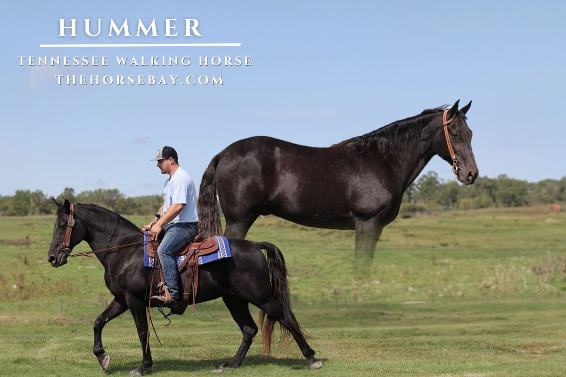 Tennessee walking horse Gelding 13 years 15,1 hh Black in Corbin, KY