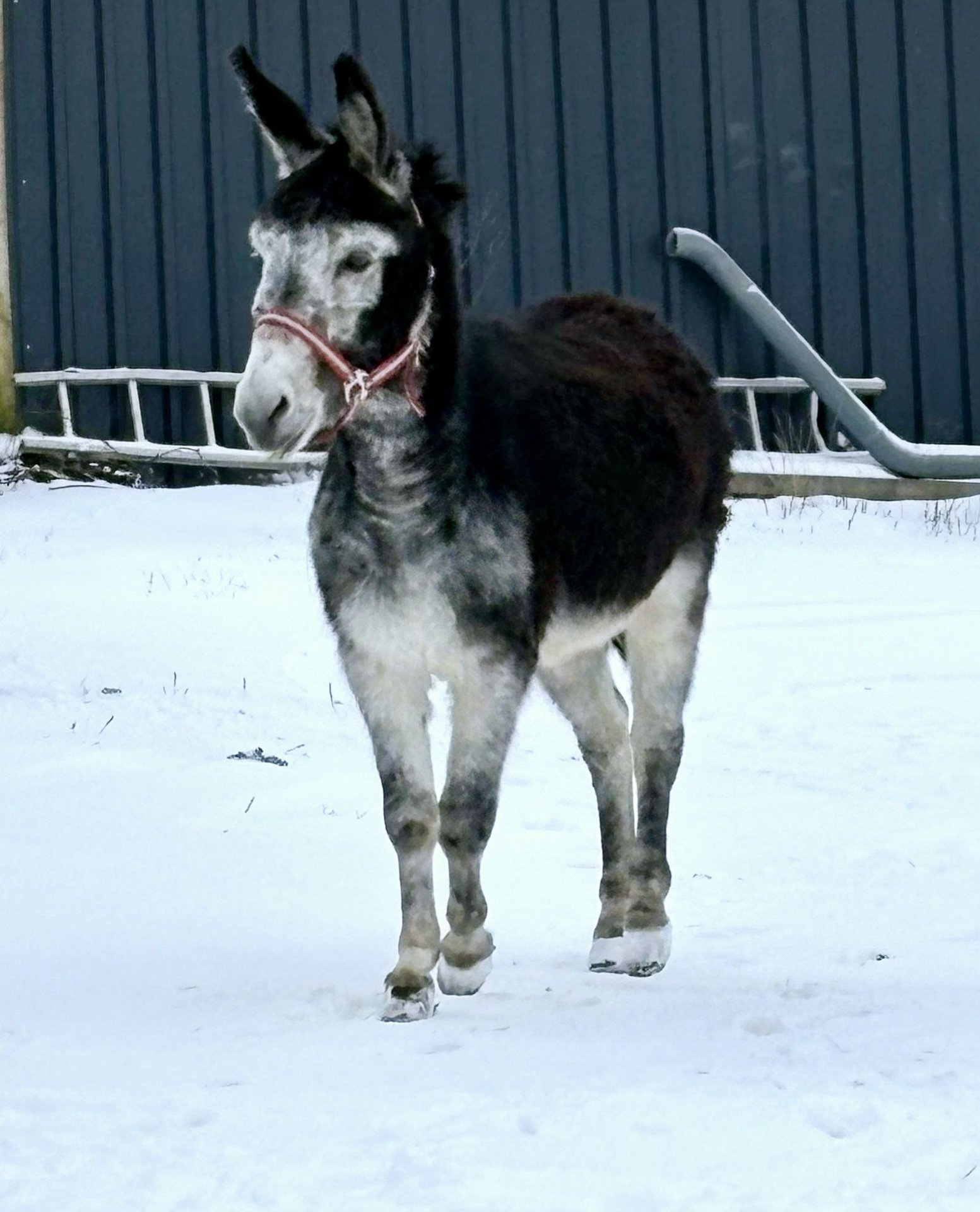 Donkey Stallion 15 years Bay-Dark in Wimbach
