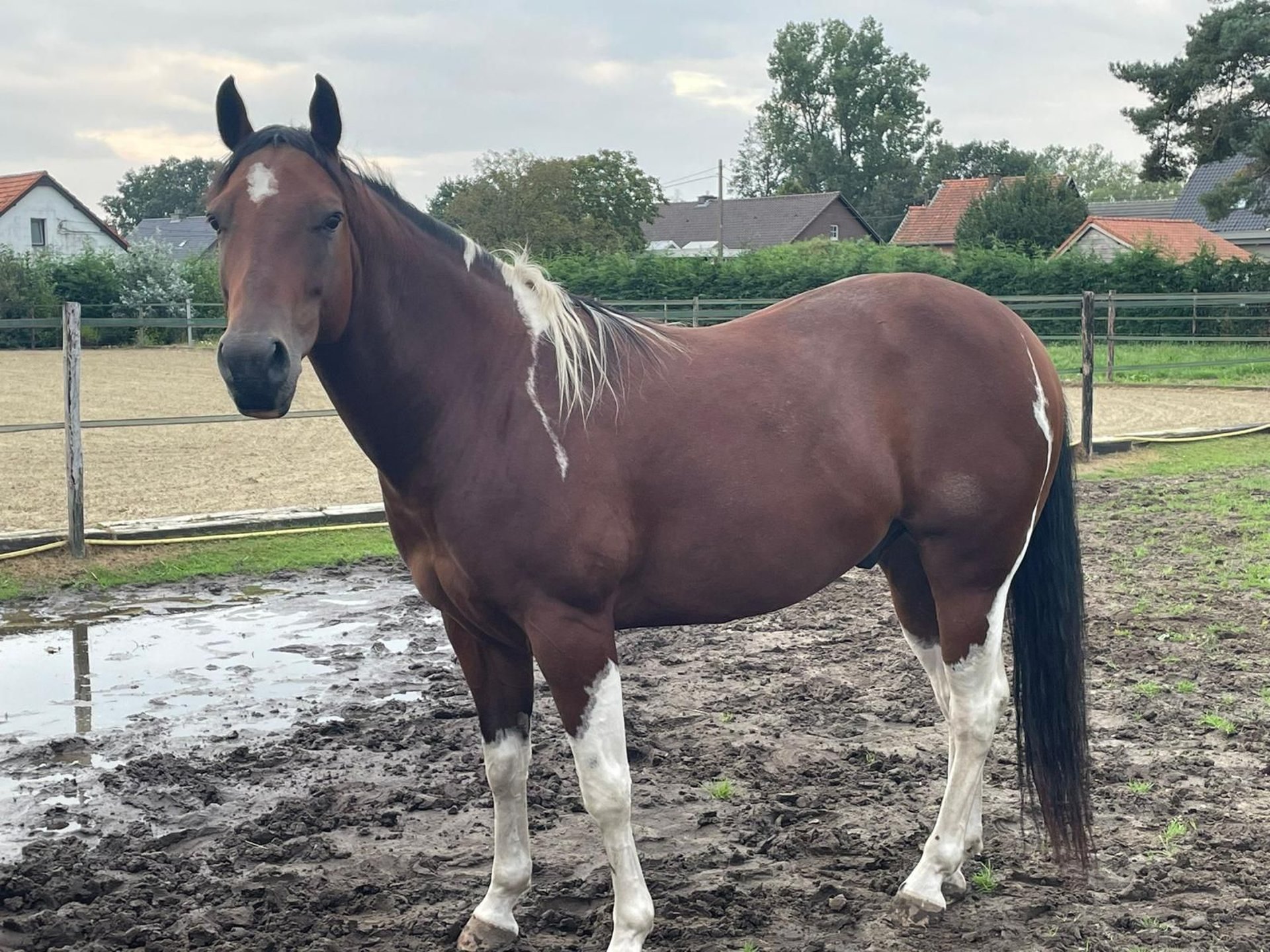 American Quarter Horse Gelding 8 years 15,2 hh Tobiano-all-colors in ...