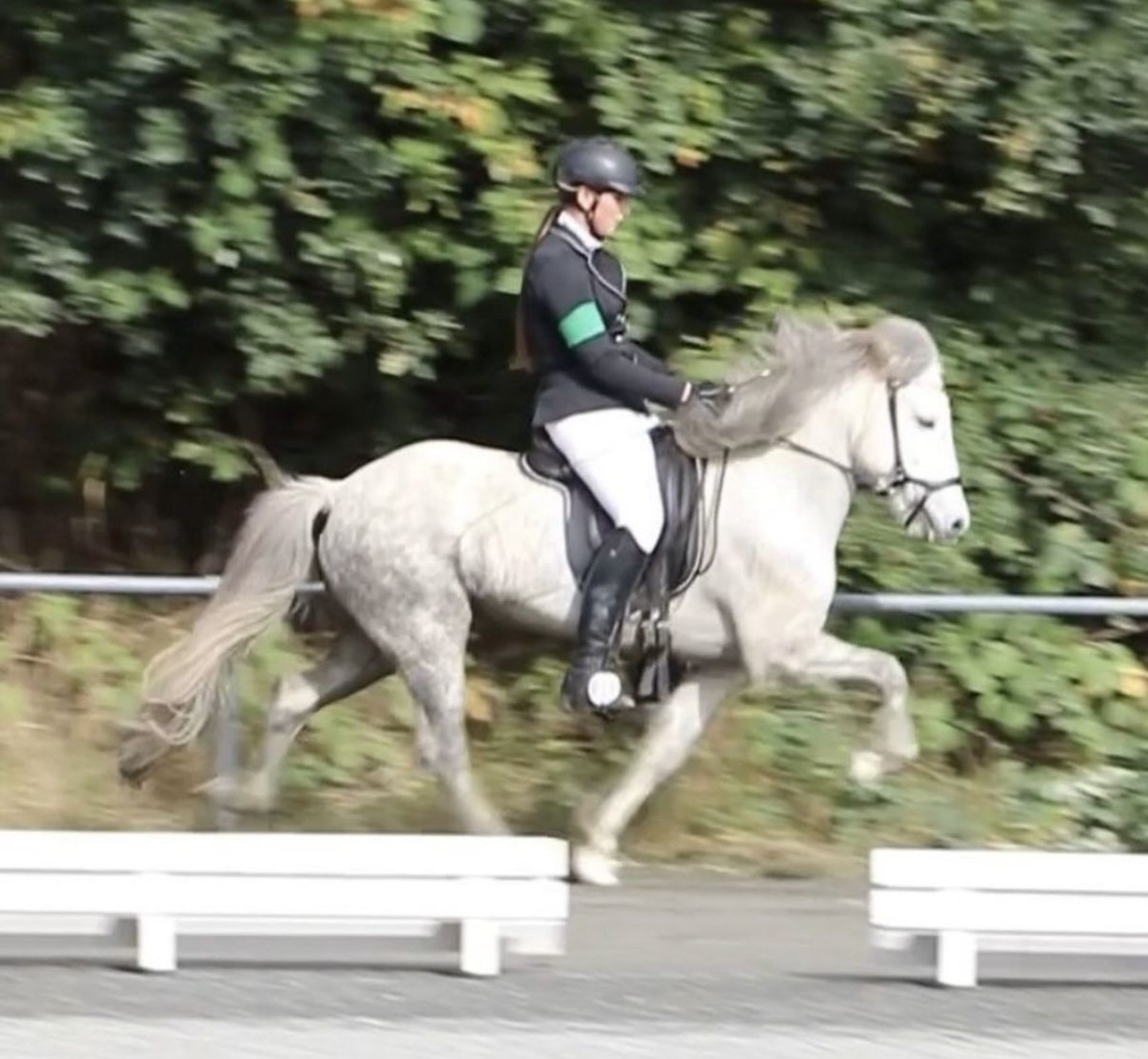 Icelandic Horse Mare 10 years 13,2 hh Gray in Walsrode