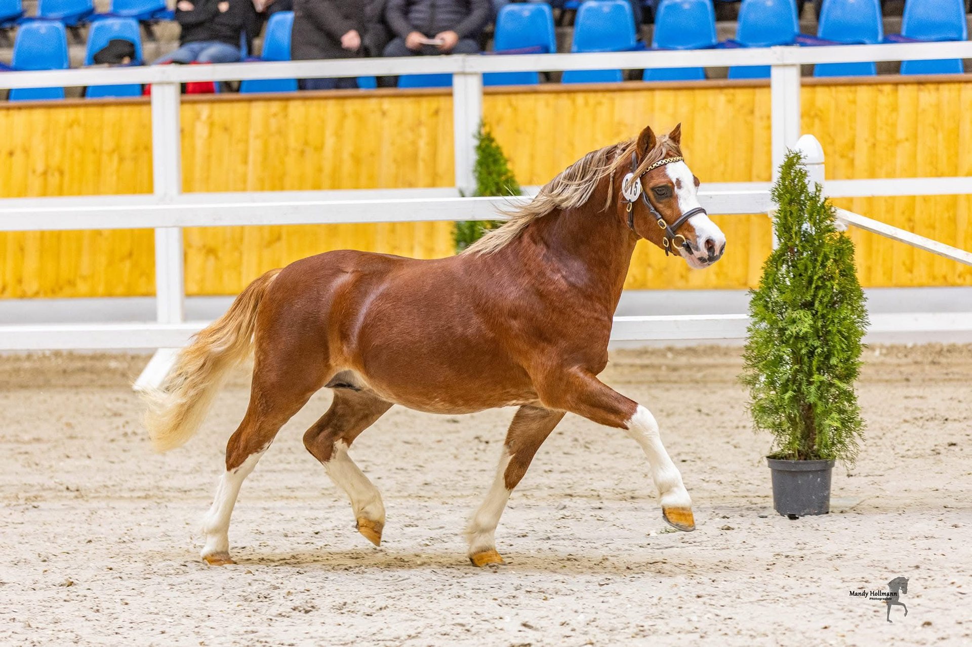 Kuc walijski sekcji A Wałach 4 lat 117 cm Kasztanowata in Hengelo (Gld)