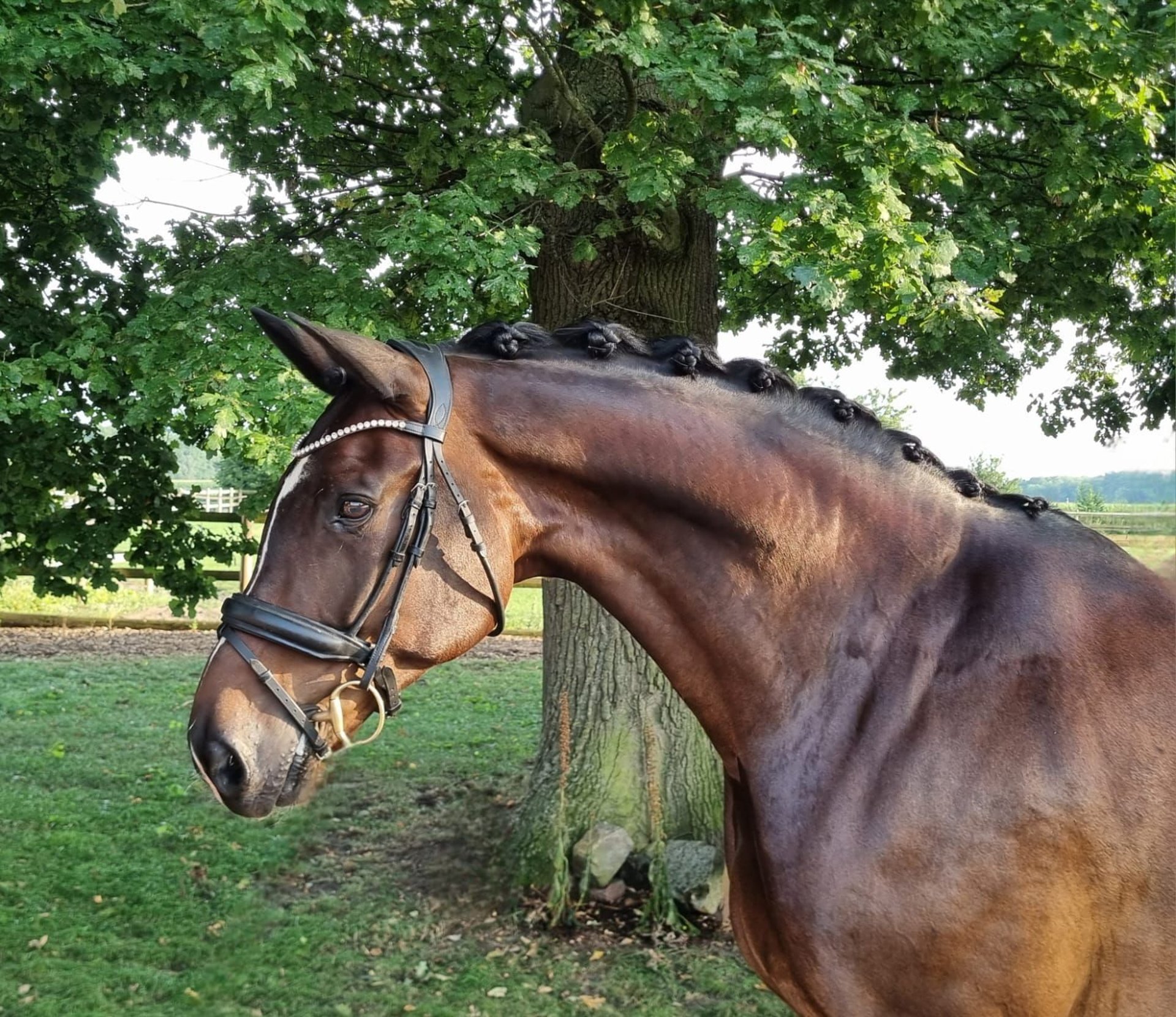 Hanoverian Gelding 11 years 17 hh Bay-Dark in Quakenbrück