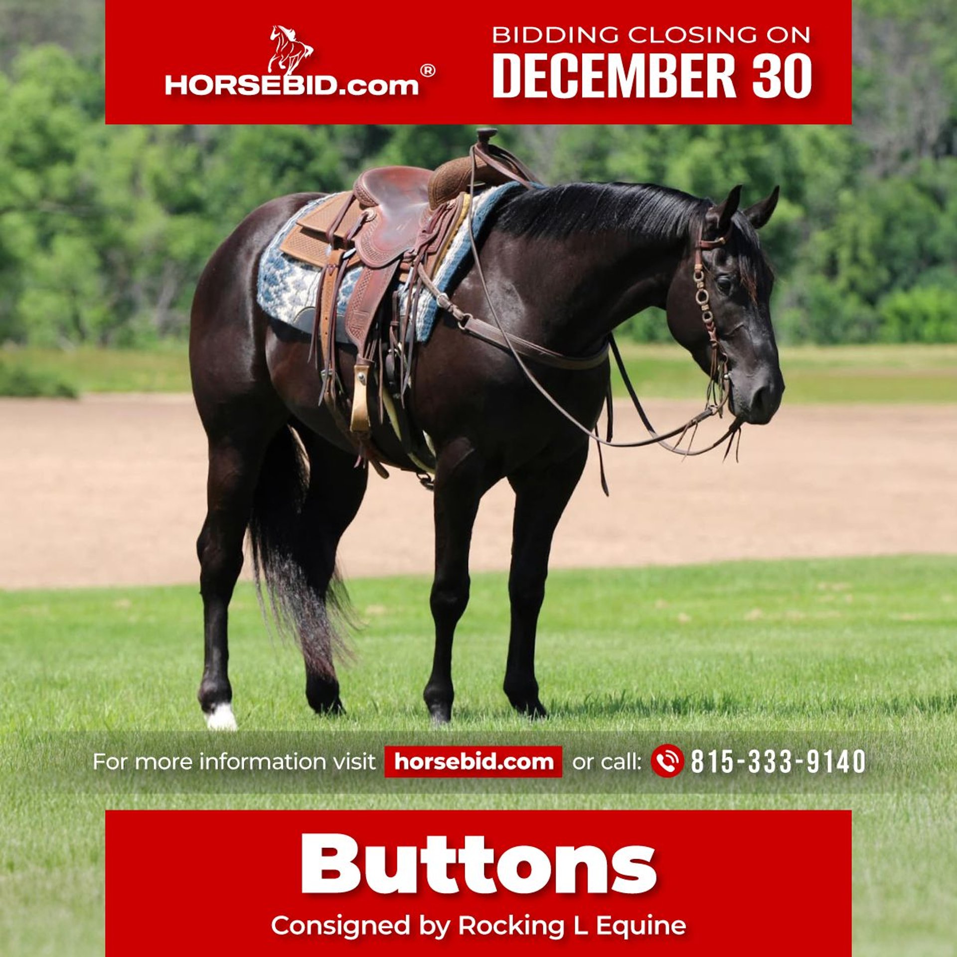 American Quarter Horse Gelding 4 years 15,2 hh Black in Joy, IL