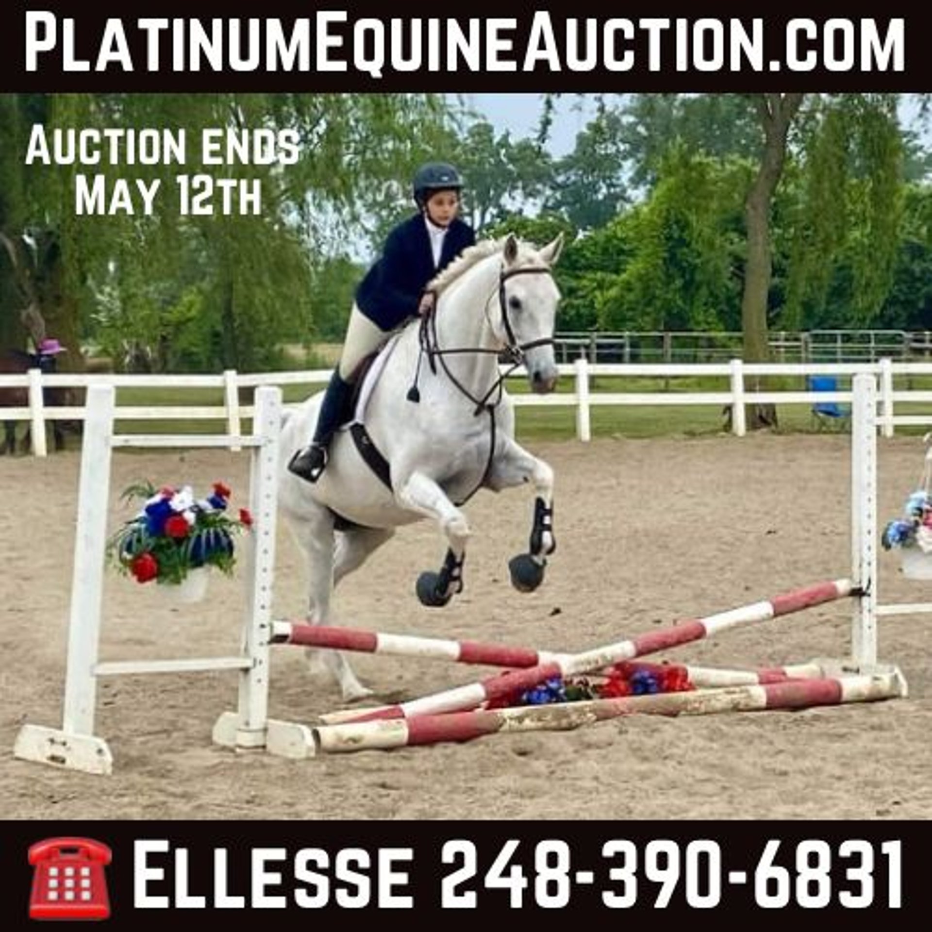 Andra varmblod Valack 14 år 170 cm Grå in Howell MI