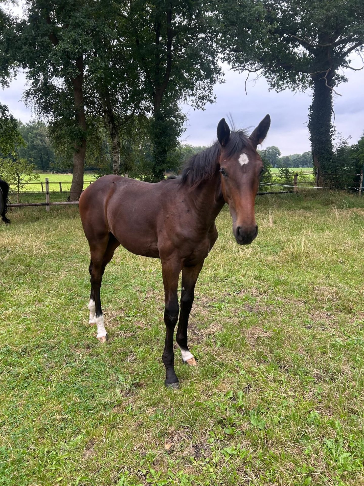 Oldenburg Mare Foal (02/2024) Bay-Dark in Dötlingen