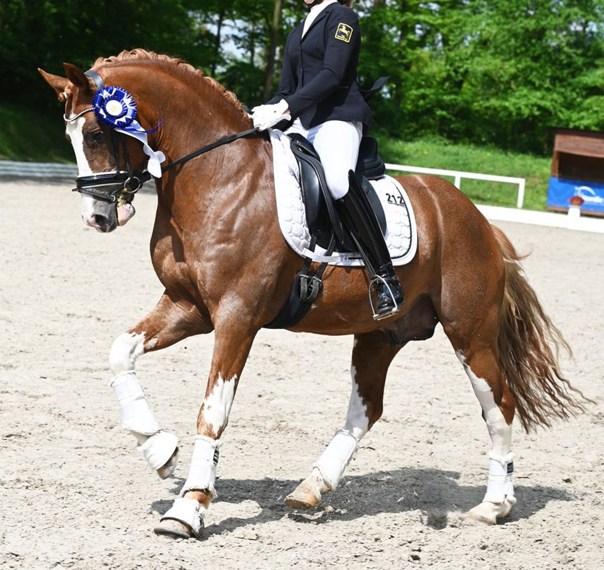 Melli's Dior German Riding Pony Stallion Chestnut-Red in Stuhr