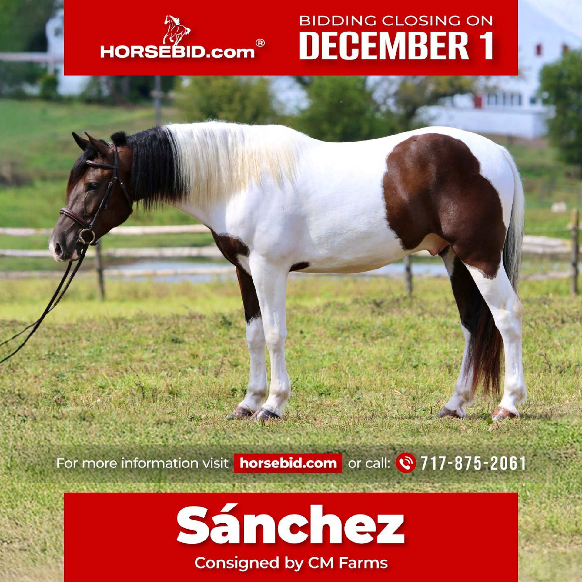 Draft Horse Mix Gelding 4 years 15,1 hh Pinto in Gap