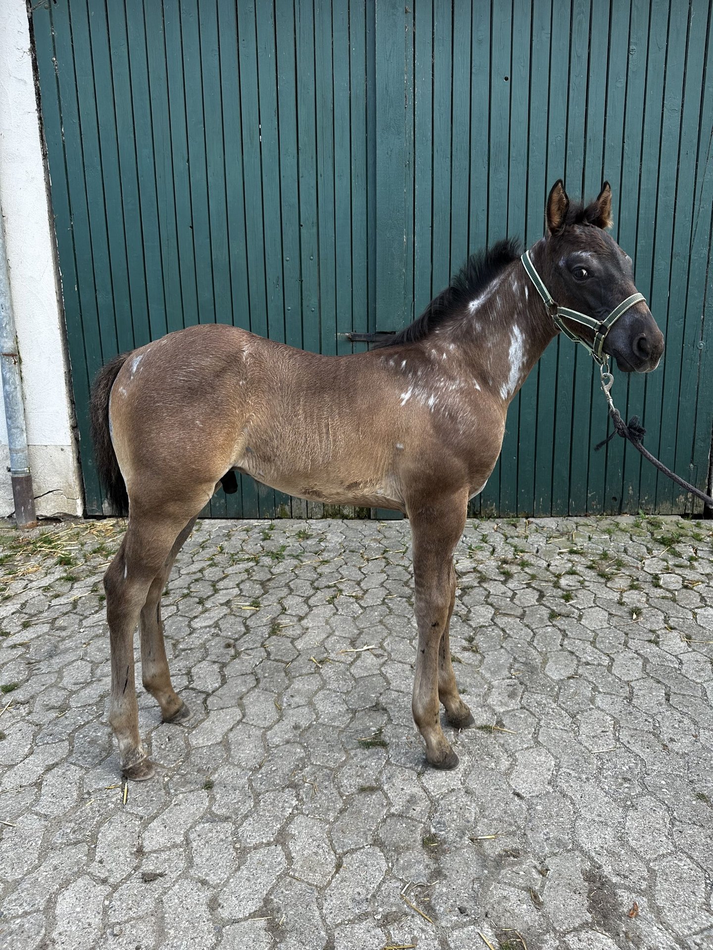 American Quarter Horse Hengst veulen (05/2024) 153 cm Roan-Blue in Freising