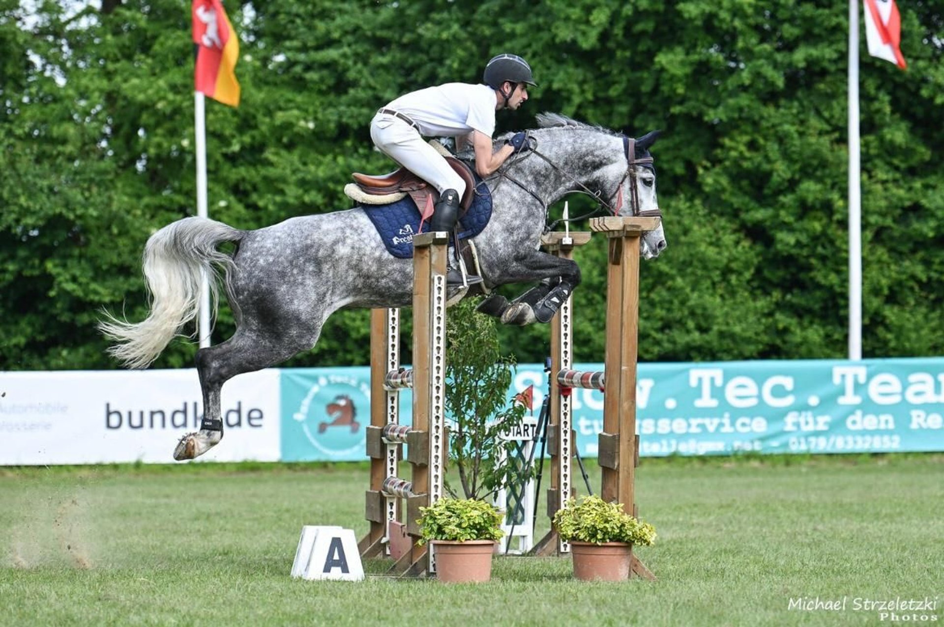 Westphalien Jument 7 Ans Gris pommelé in Wächtersbach