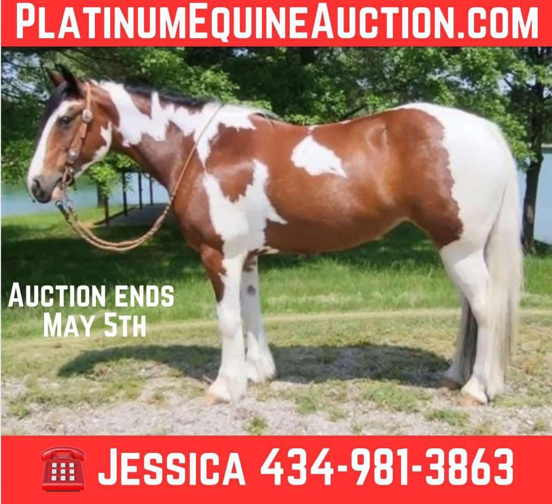 American Quarter Horse Wallach 8 Jahre 147 cm Tobiano-alle-Farben in Robards KY