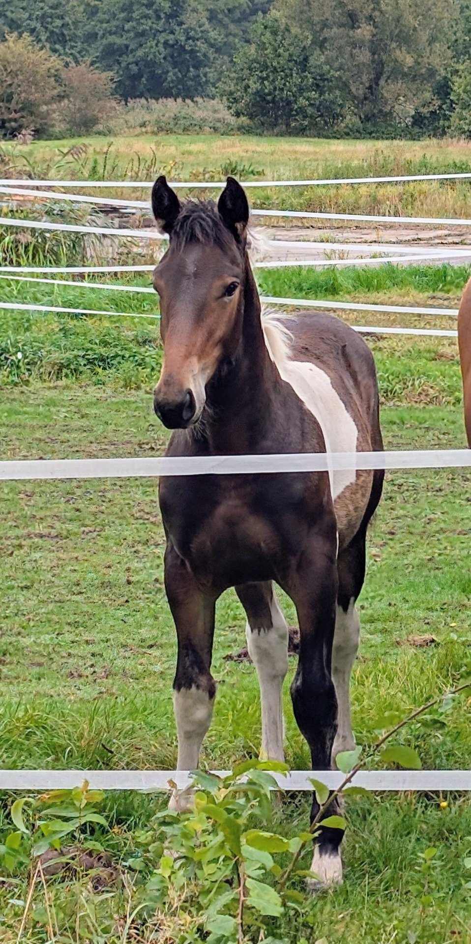 Other Heavy Horses Mix Mare Foal (04/2025) 16,1 hh Pinto in Weener