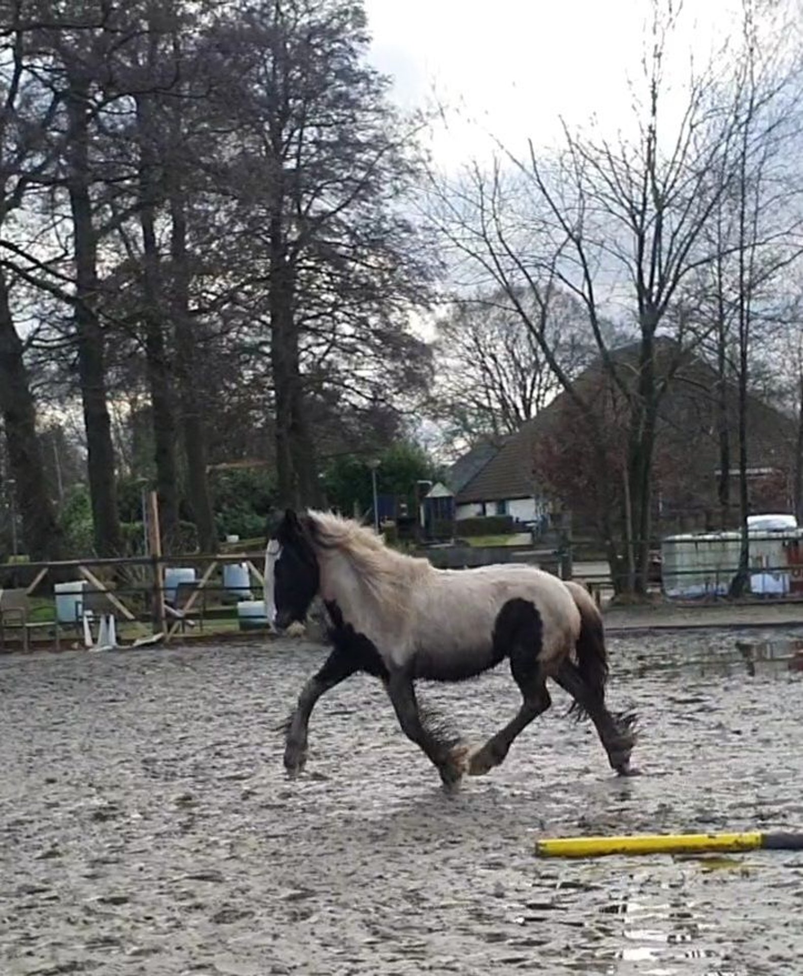 Tinker Hengst 2 Jahre 155 cm Tobiano-alle-Farben in Stieltjeskanaal