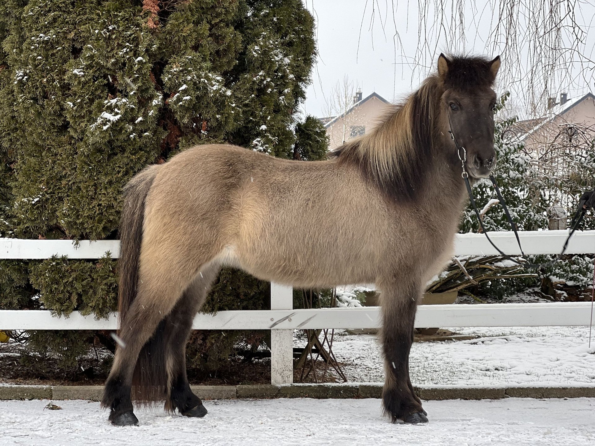 Islandpferd Wallach 14 Jahre 140 cm Falbe in Lochen am See