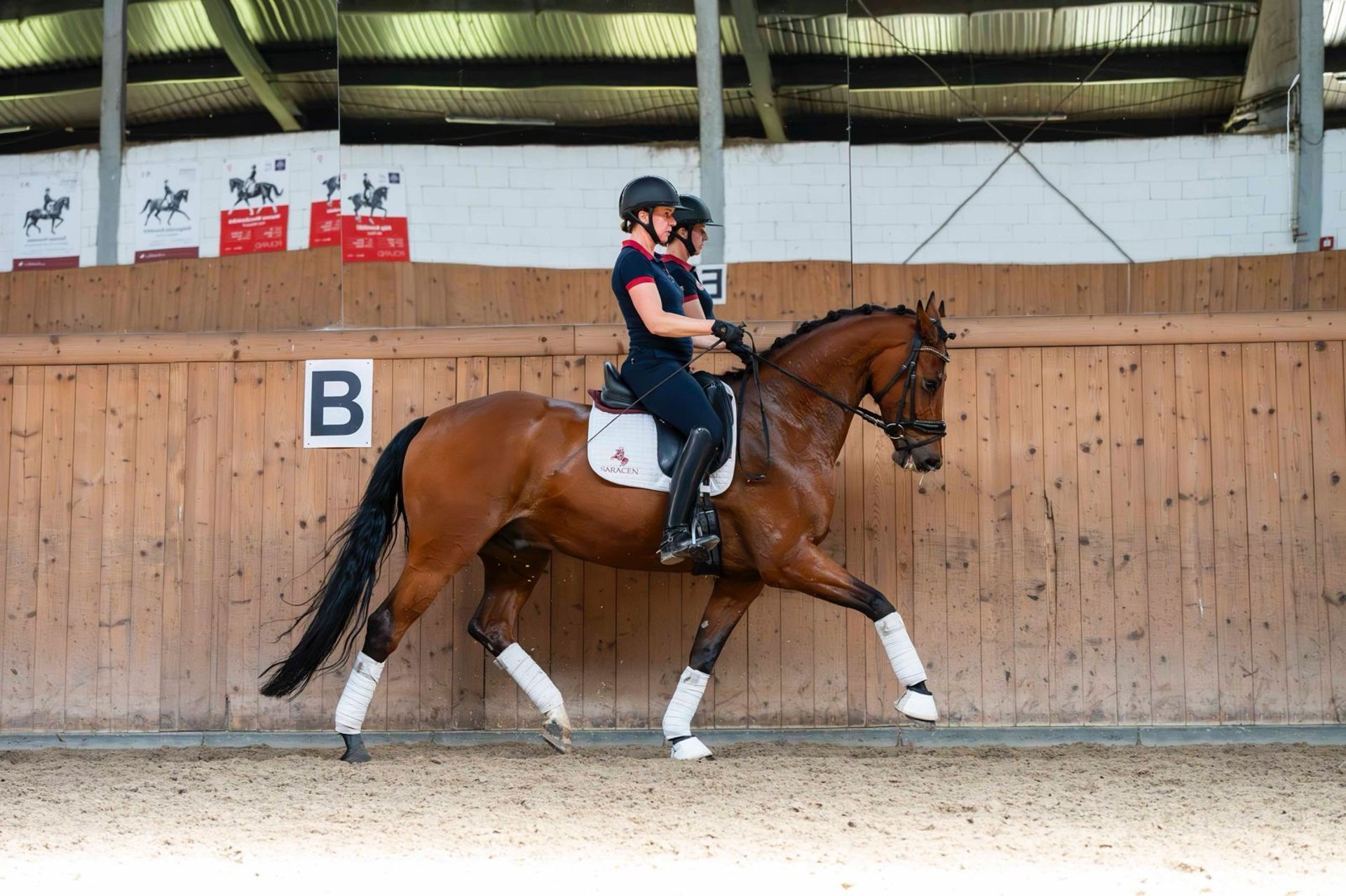 Oldenburg Gelding 7 years 16,1 hh Brown in Ziemięcice