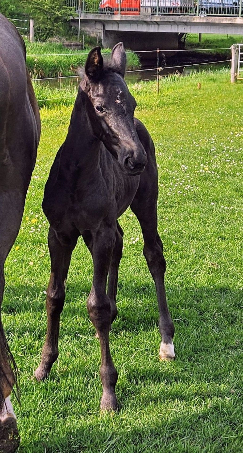 Hanoverian Stallion Foal (03/2025) 16,3 hh Smoky-Black in Nienhagen
