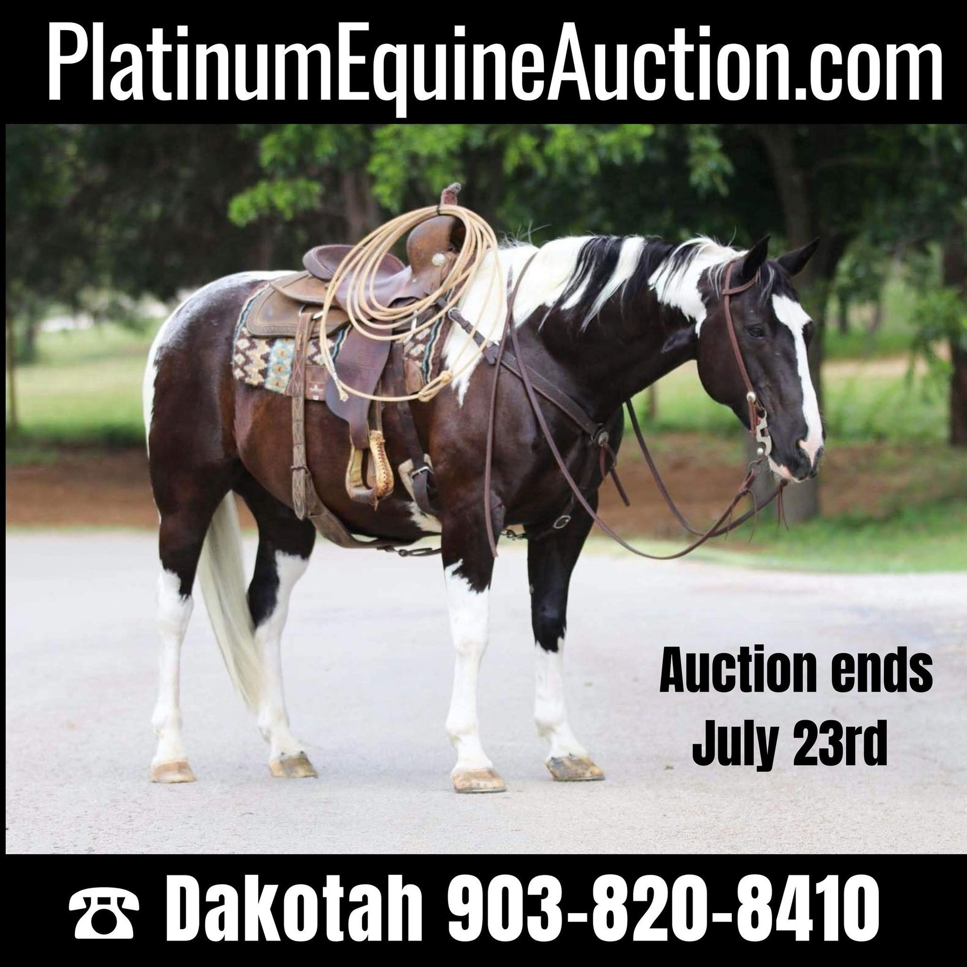 American Quarter Horse Gelding 12 years 15 hh Tobiano-all-colors in ...