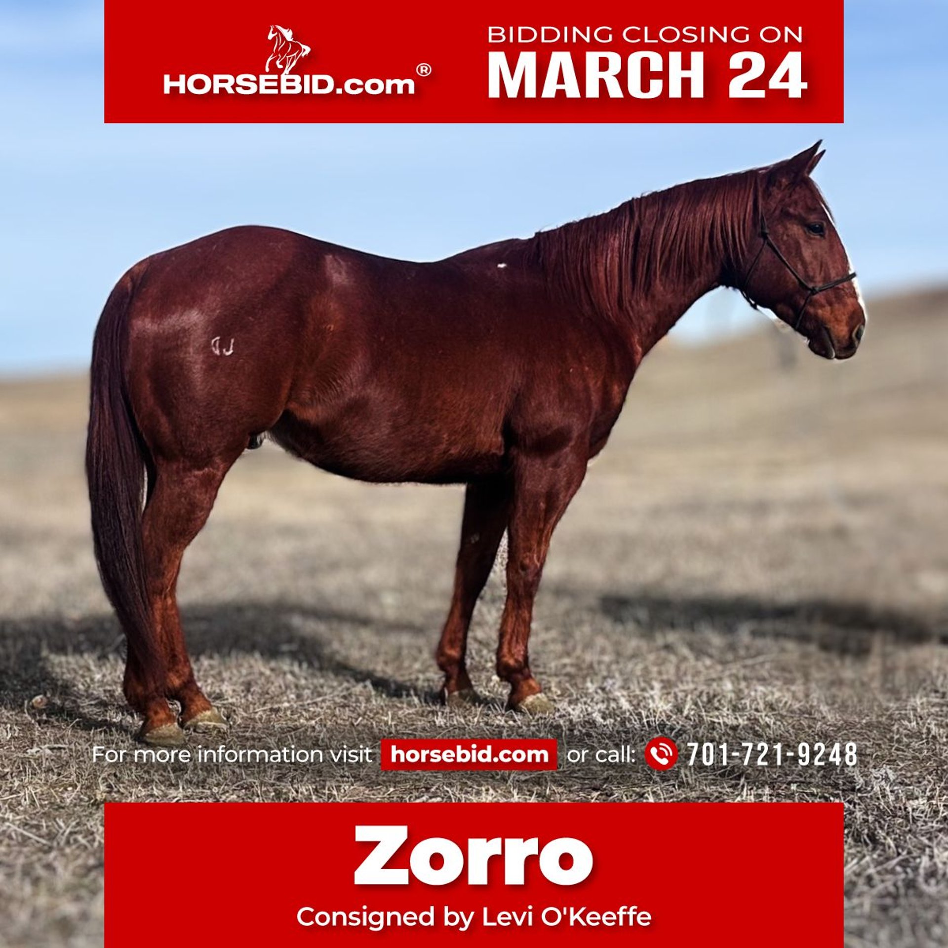 American Quarter Horse Gelding 9 years 14,3 hh Sorrel in Belle Fourche, SD