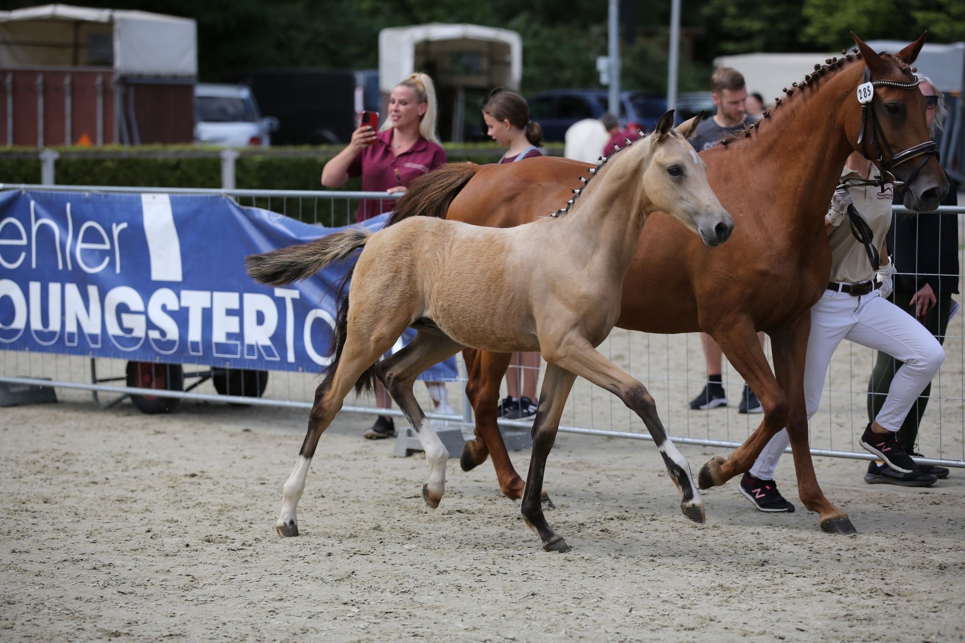 German Riding Pony Stallion Foal (04/2024) 14,2 hh Buckskin in Syrau