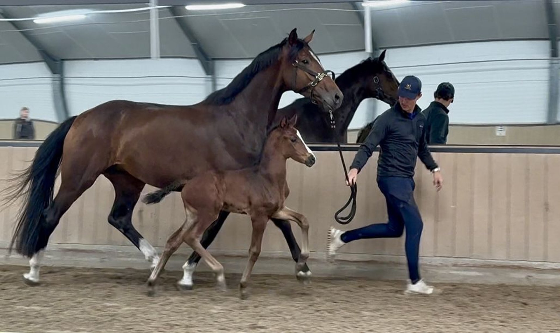 Oldenburg Mare 4 years 16,2 hh Bay in Liessel