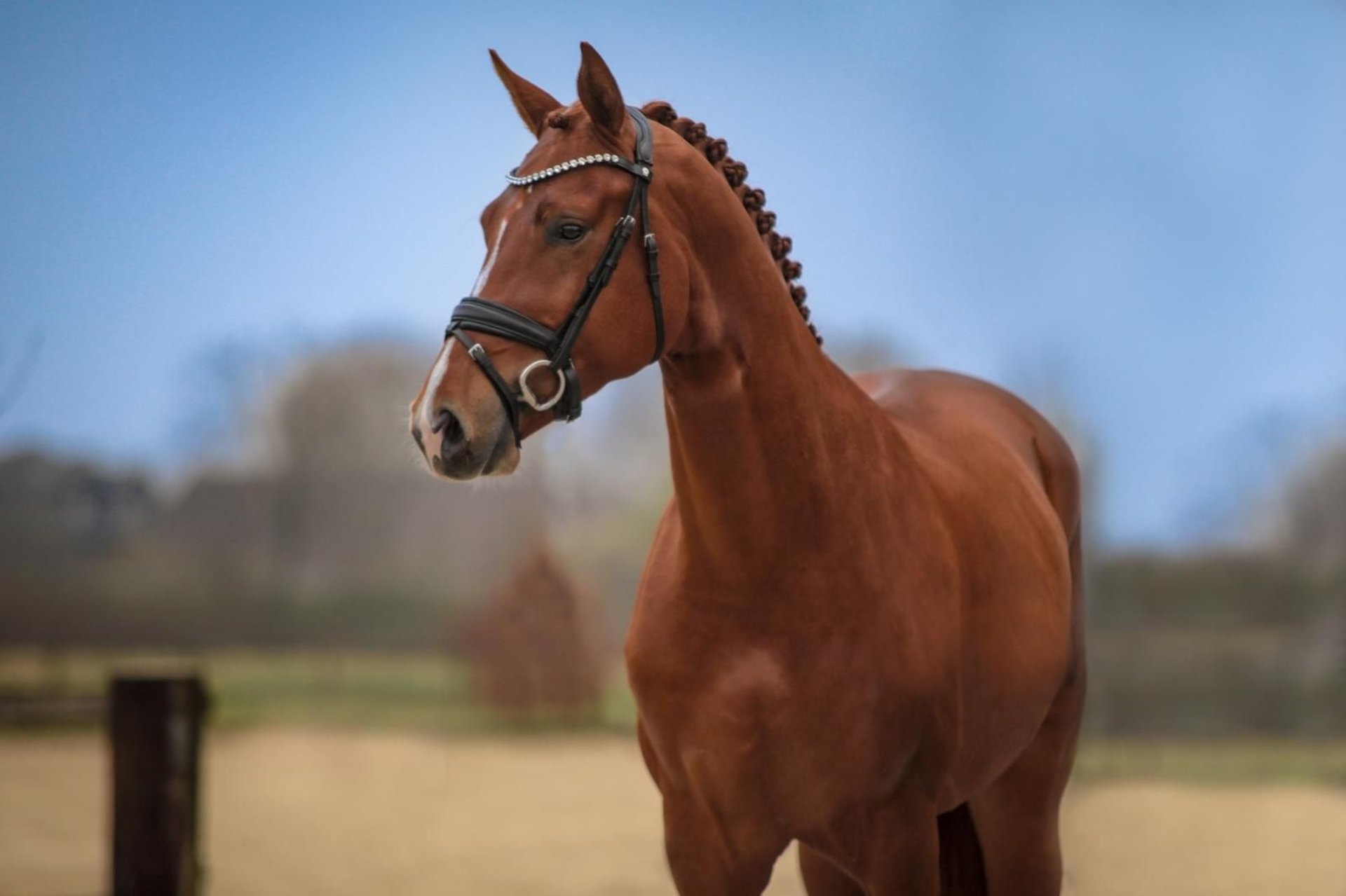Hanoverian Stallion 3 years 16,3 hh Chestnut-Red in Rhede
