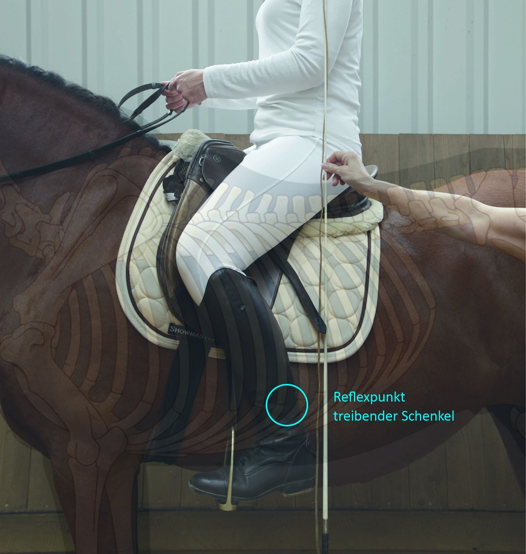 Biomechanisch korrektes Reiten – Reiter/Pferd 20.06.26 auch mit ...