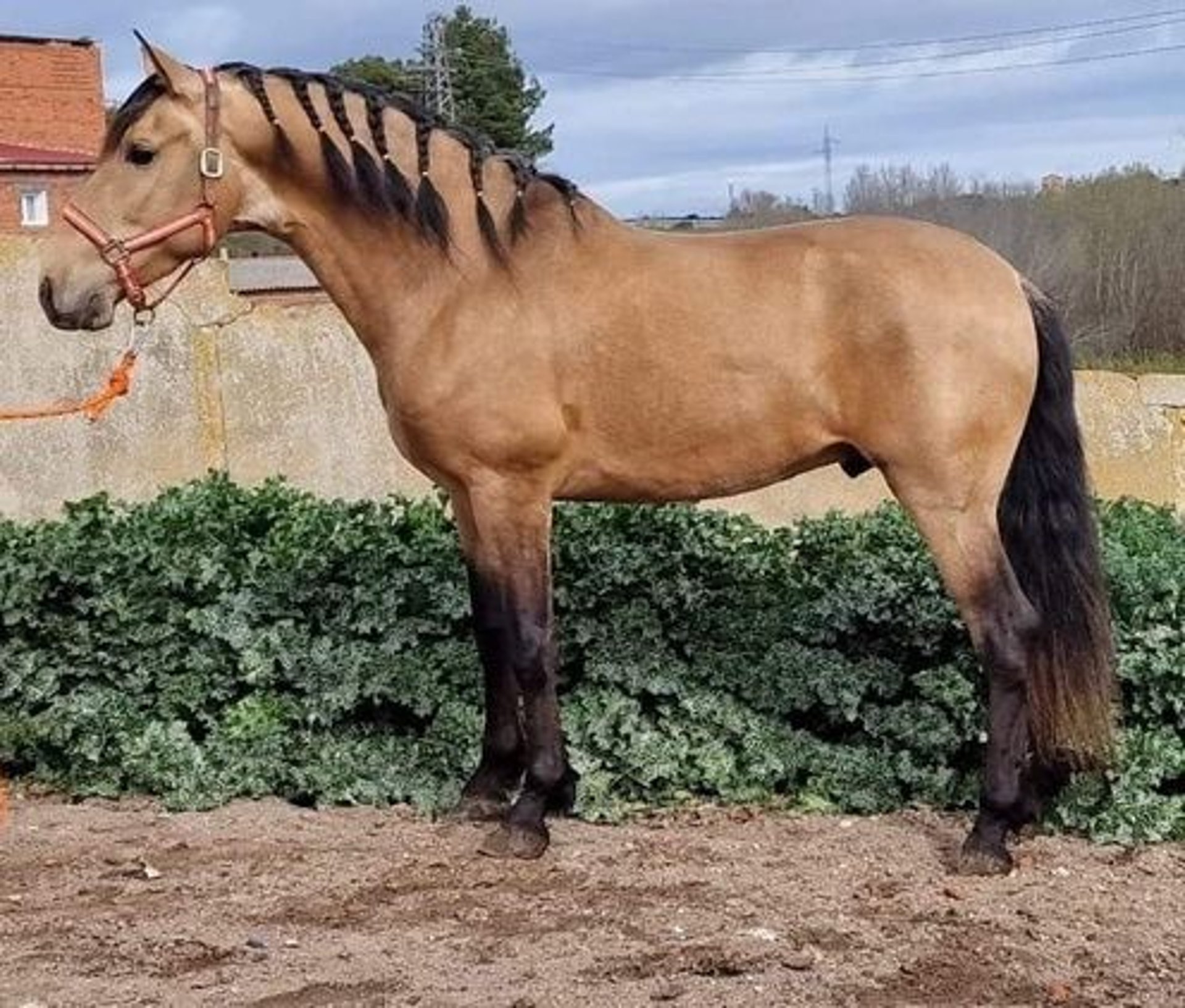 Andalusier Hengst 4 Jahre 163 cm Falbe in Avila