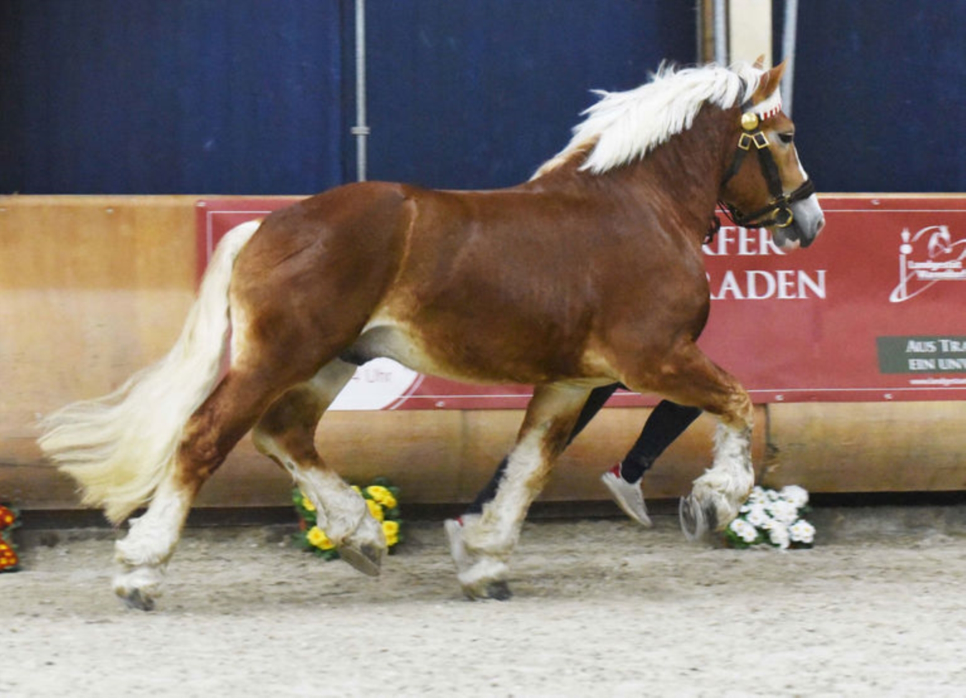 NEVIO Rhenisch-German Heavy Draft Stallion Chestnut-Red in Warendorf