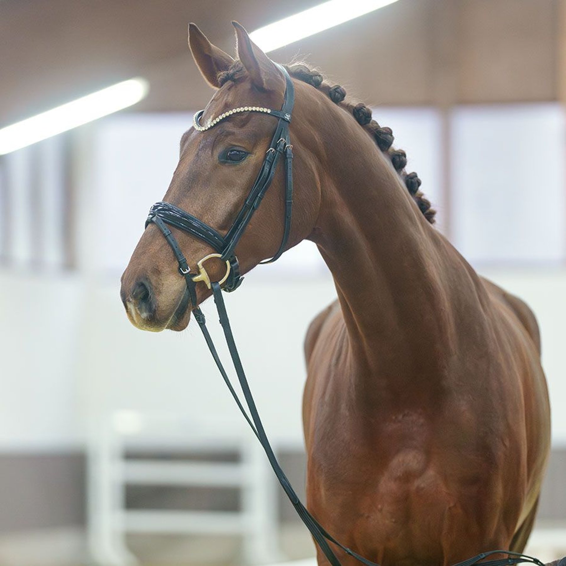 Oldenburg Gelding 6 years Chestnut in Münster-Handorf